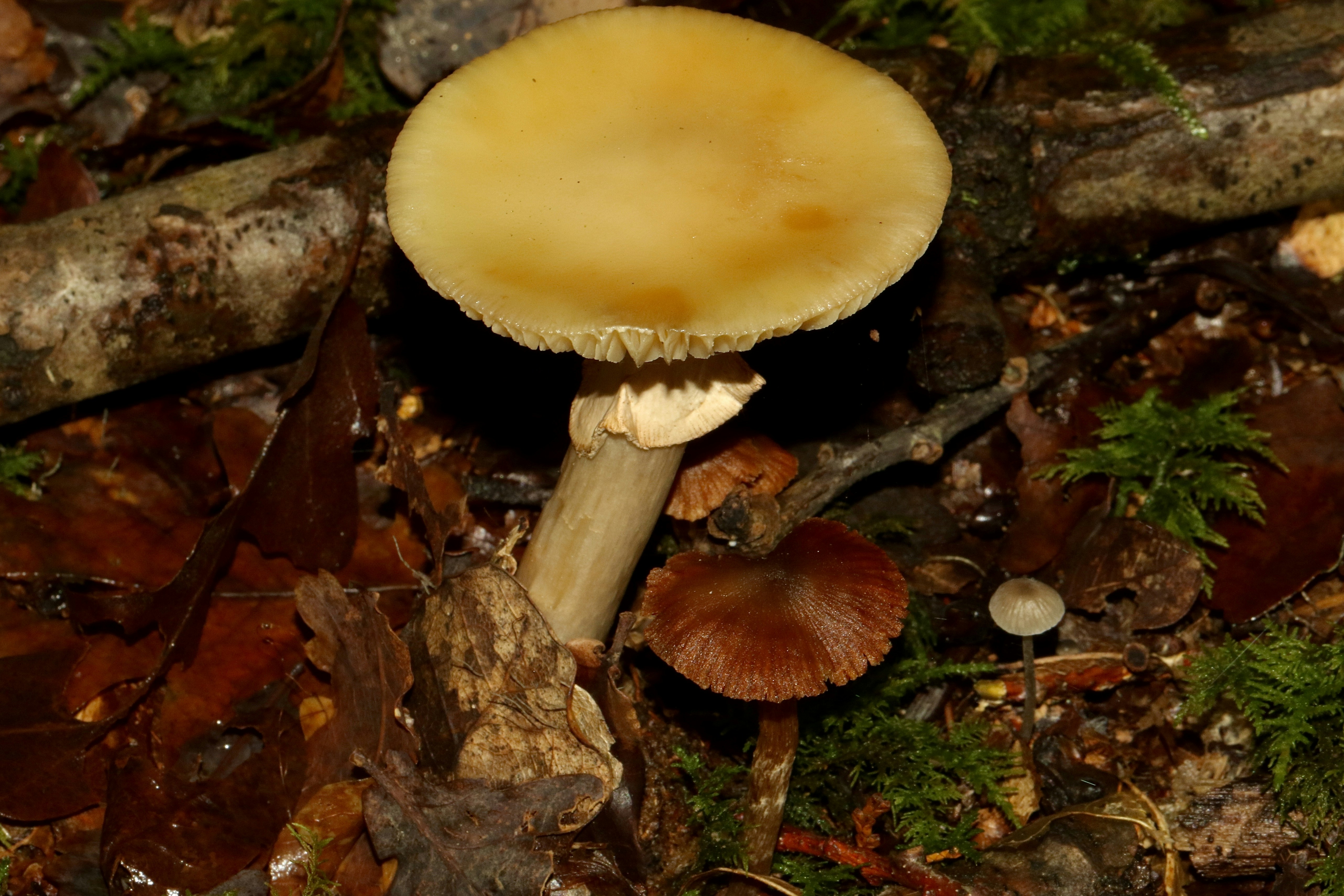 A yellow mushroom stands tall among fallen leaves and forest debris, showcasing its unique structure and colors. The surrounding foliage hints at the rich biodiversity of the woodland floor.