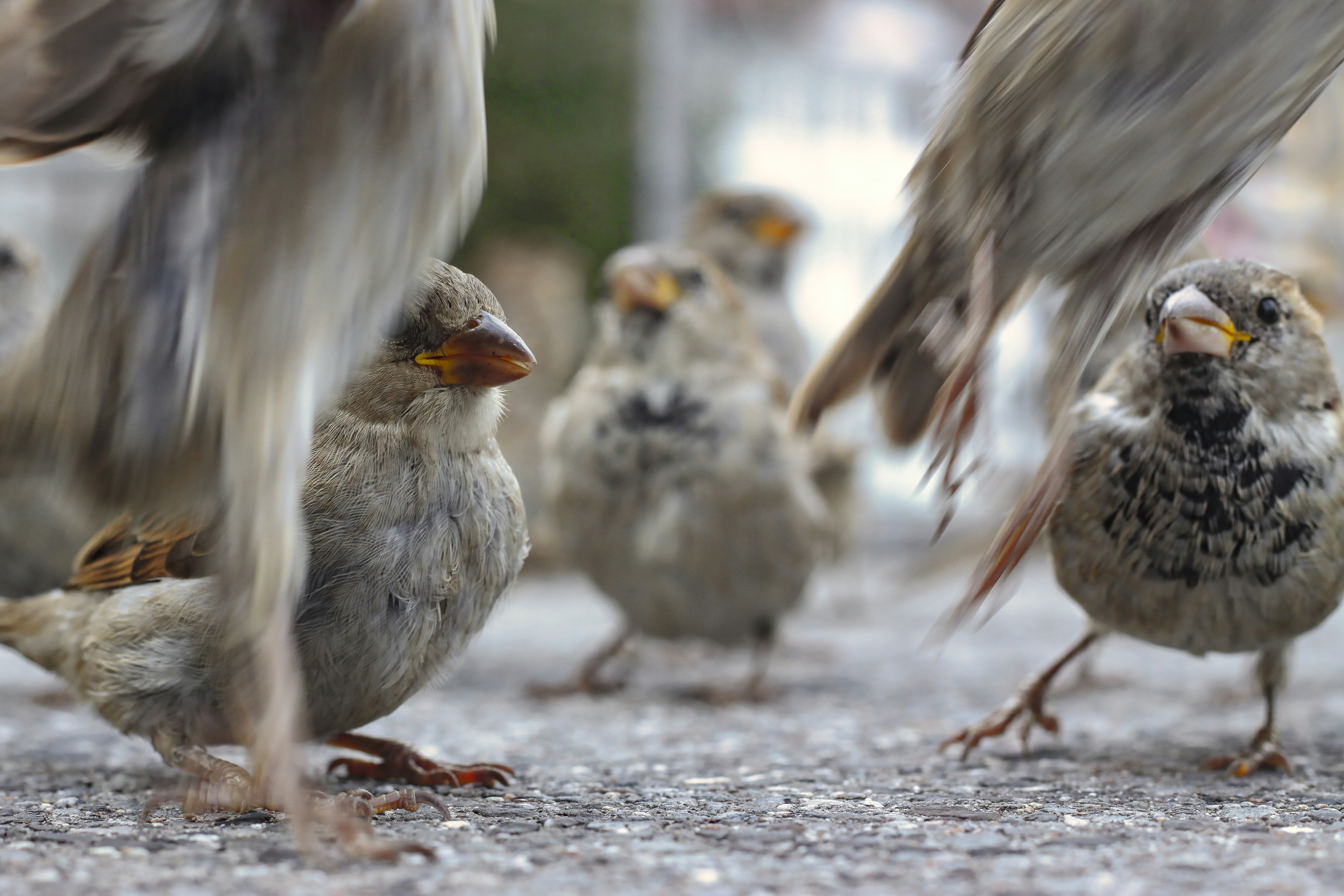 Winged Dash: A Flock of Scrappy Sparrows in a Busy Moment