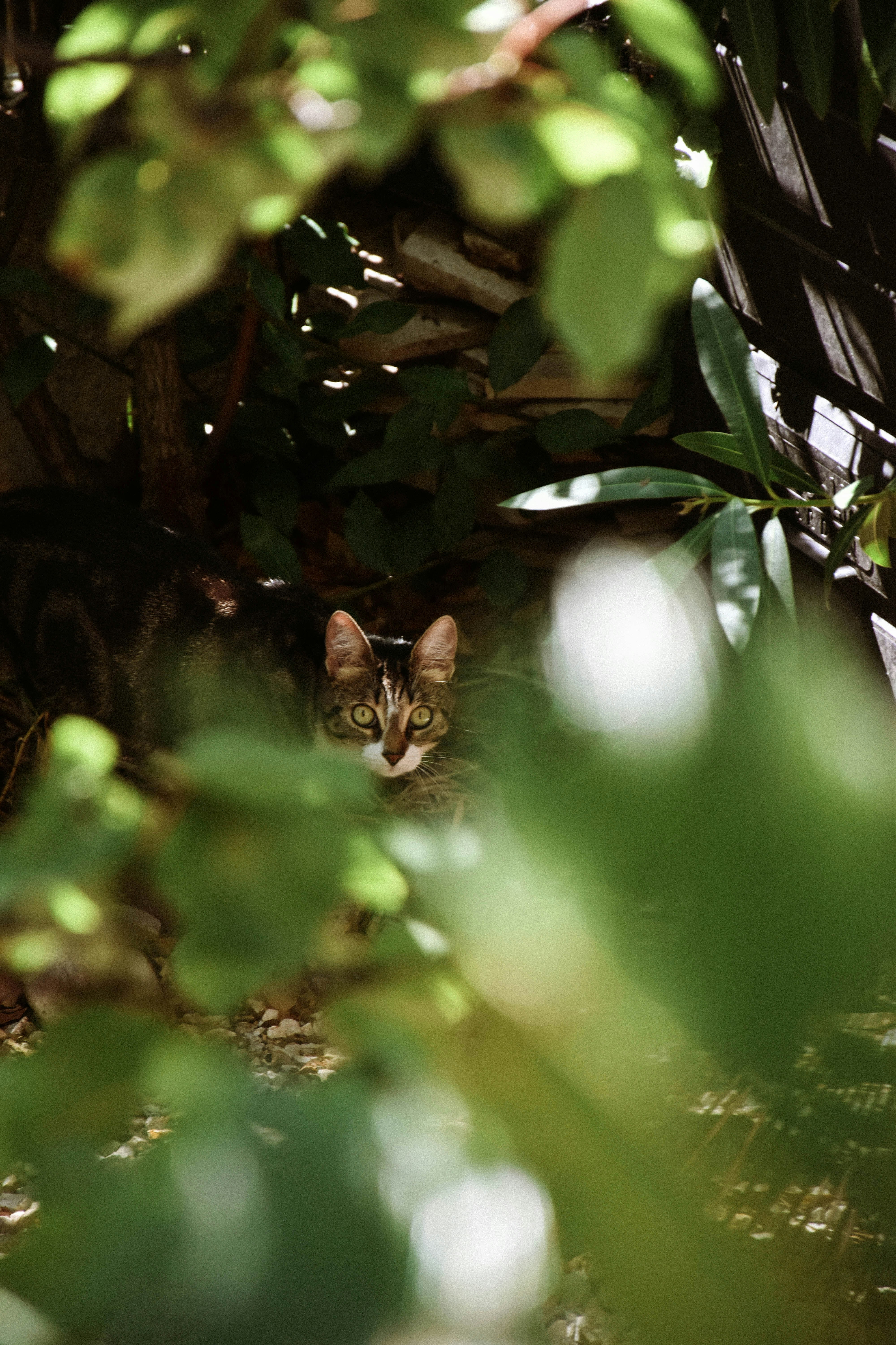 Laurene Gicquel (@indianashat) | Unsplash Photo Community