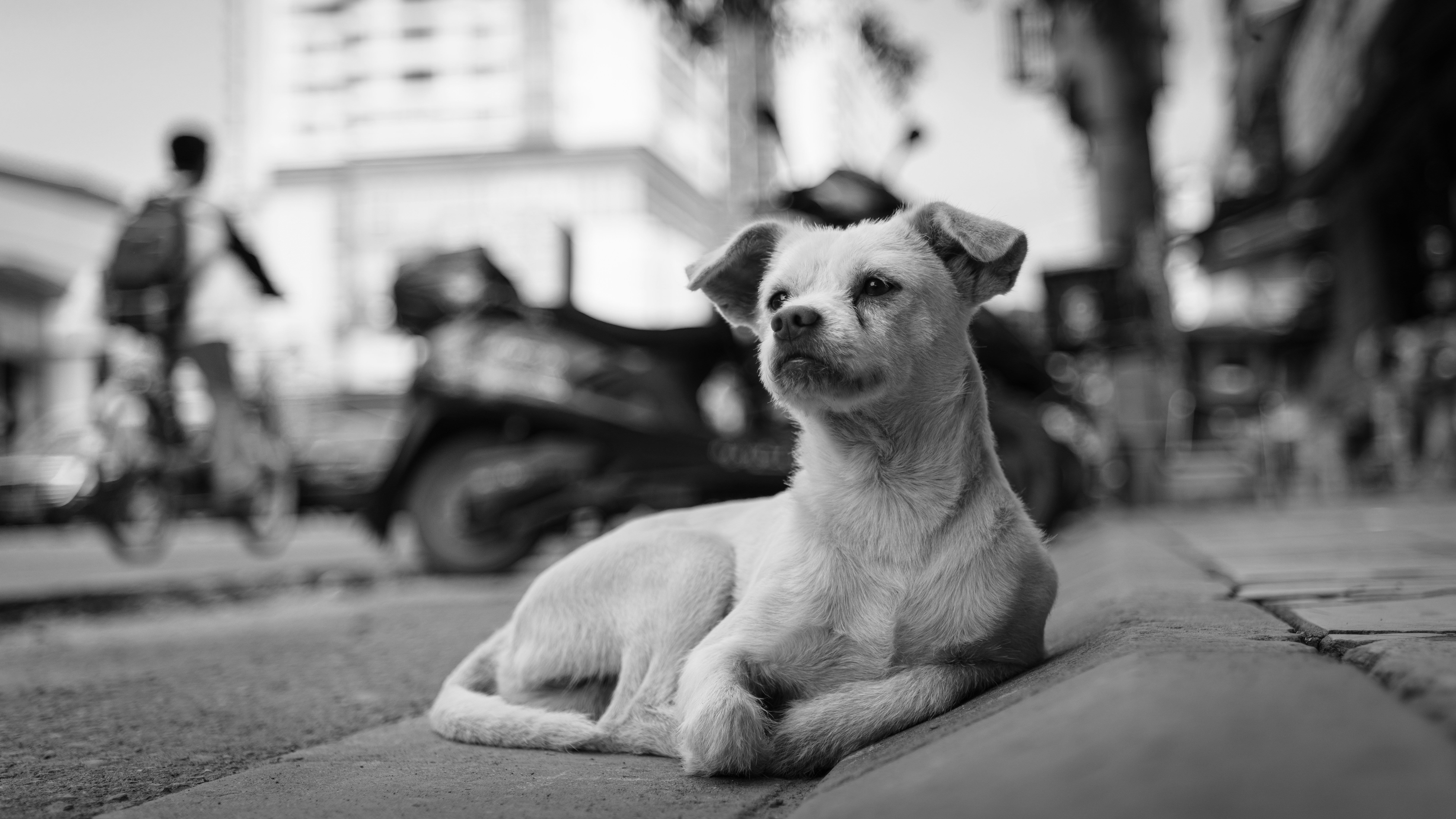 Lone street-side guardian: a calm dog on the pavement
