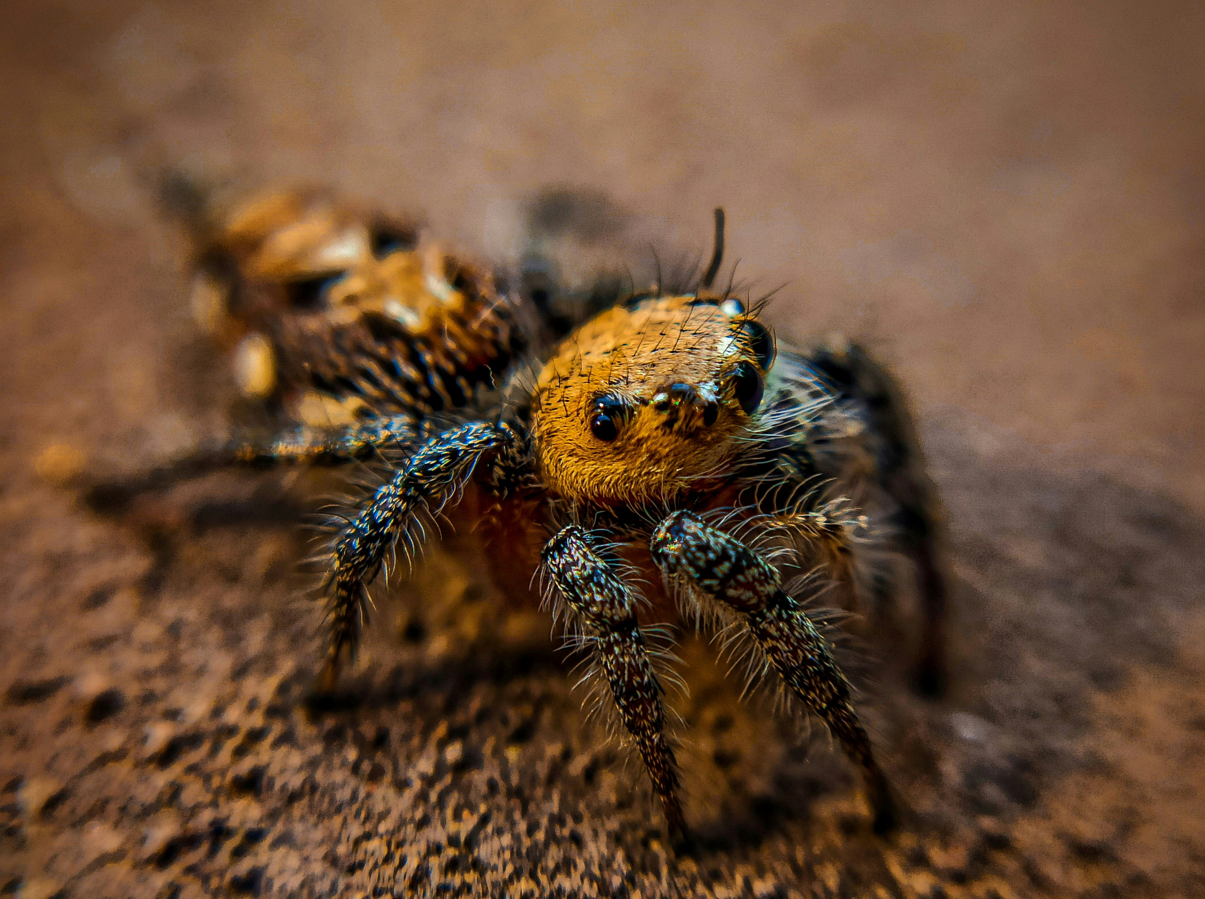 Close-up view of a spider showcasing its intricate patterns and textures on a wooden surface.
