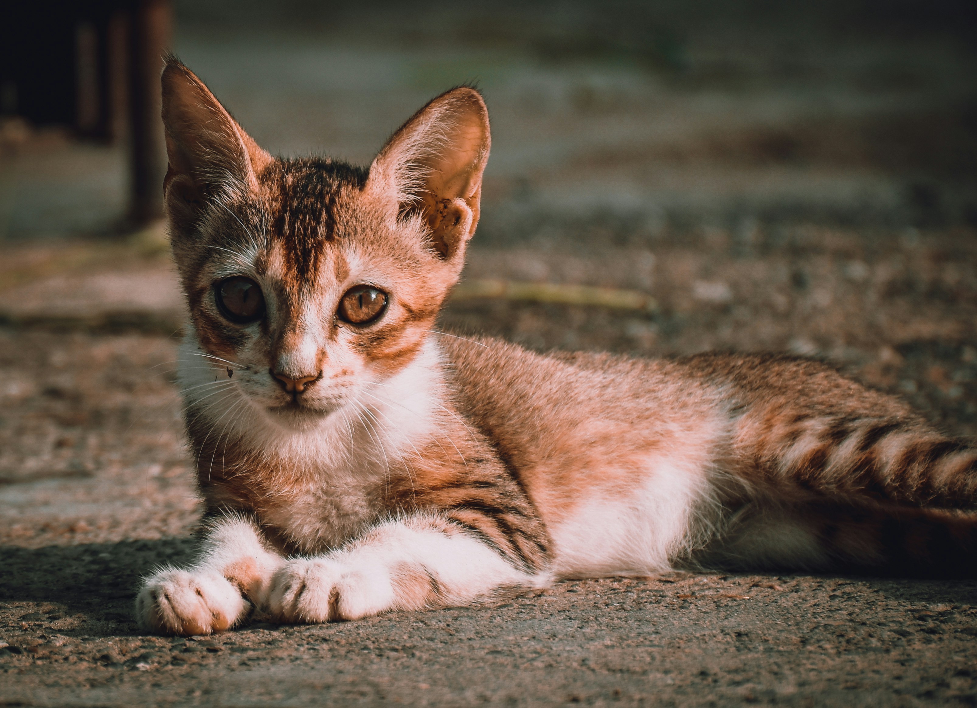 Cat Family Pictures | Download Free Images on Unsplash