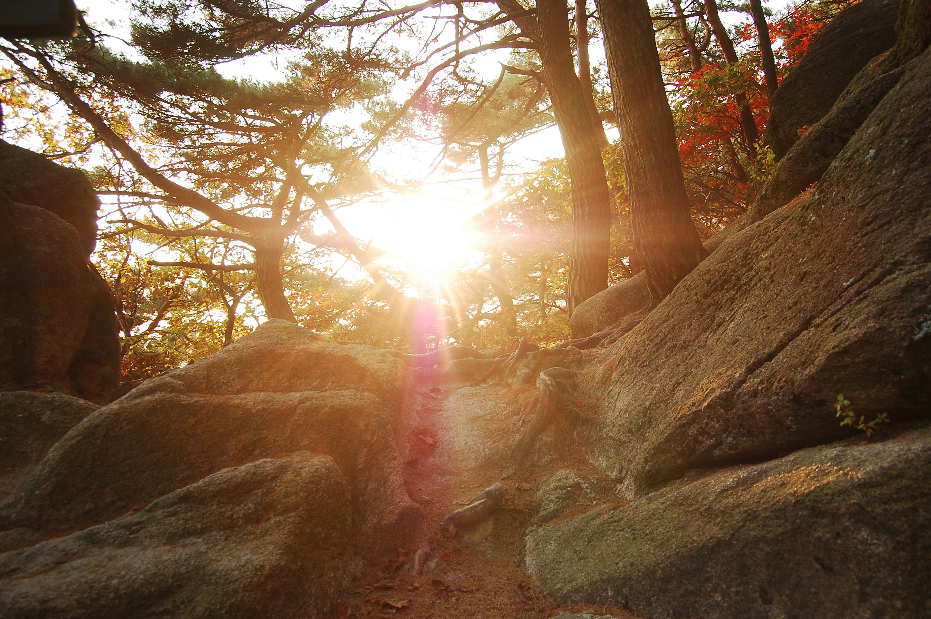 Sunburst Between Giants on a Rock-Strewn Forest Path