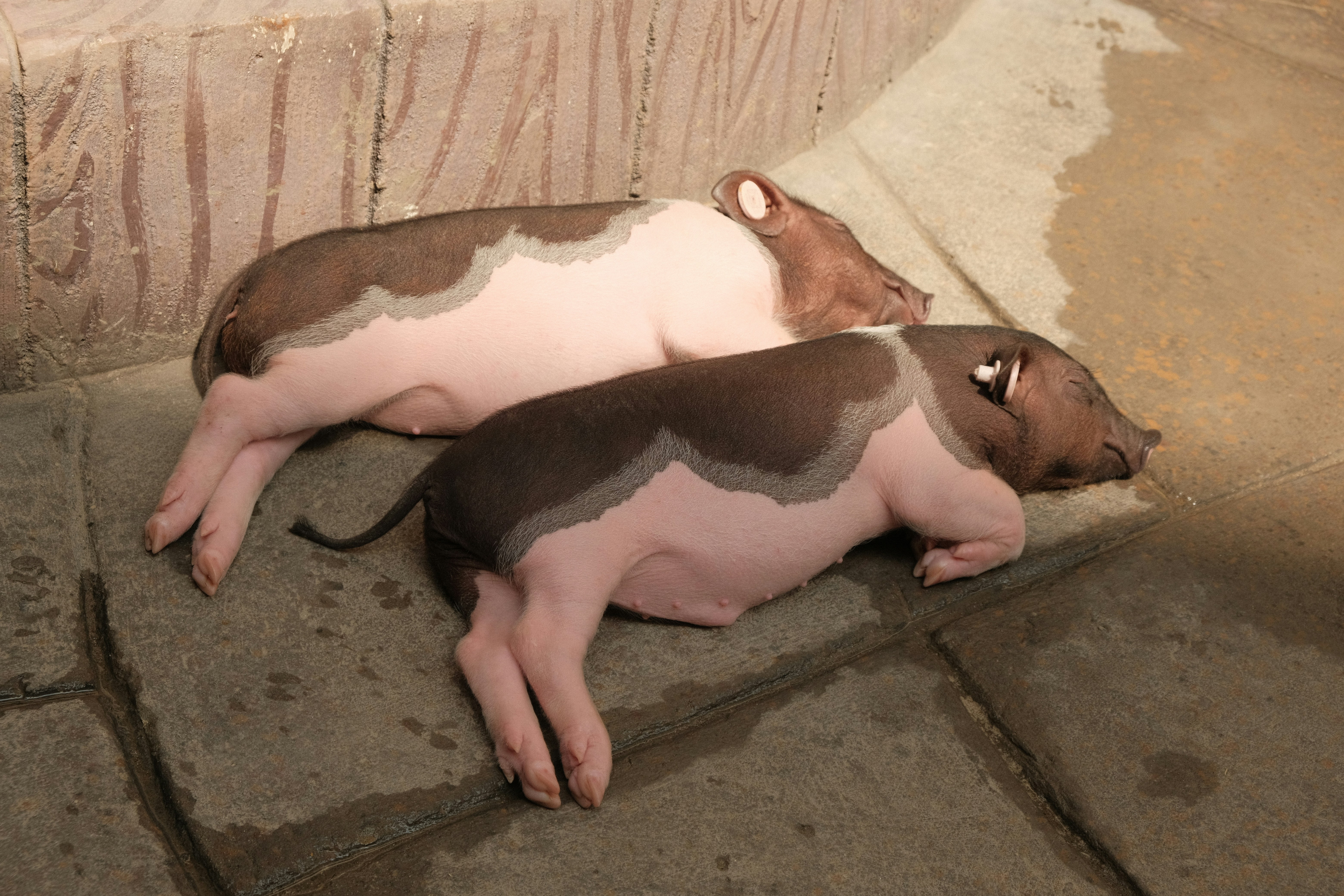Twin piglets nap on sunlit city steps