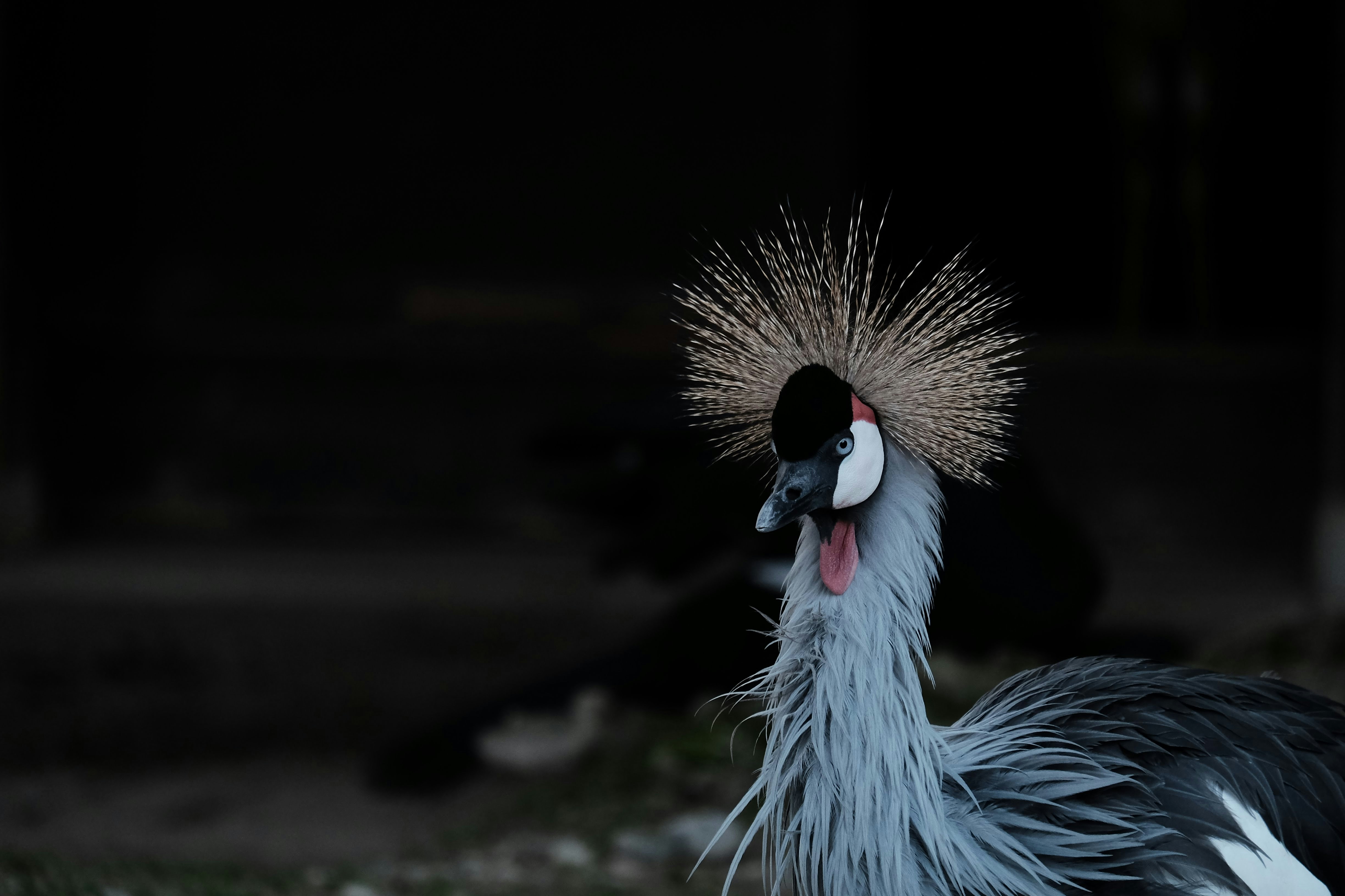 Crown of Light in the Shadows: A Peacock Portrait