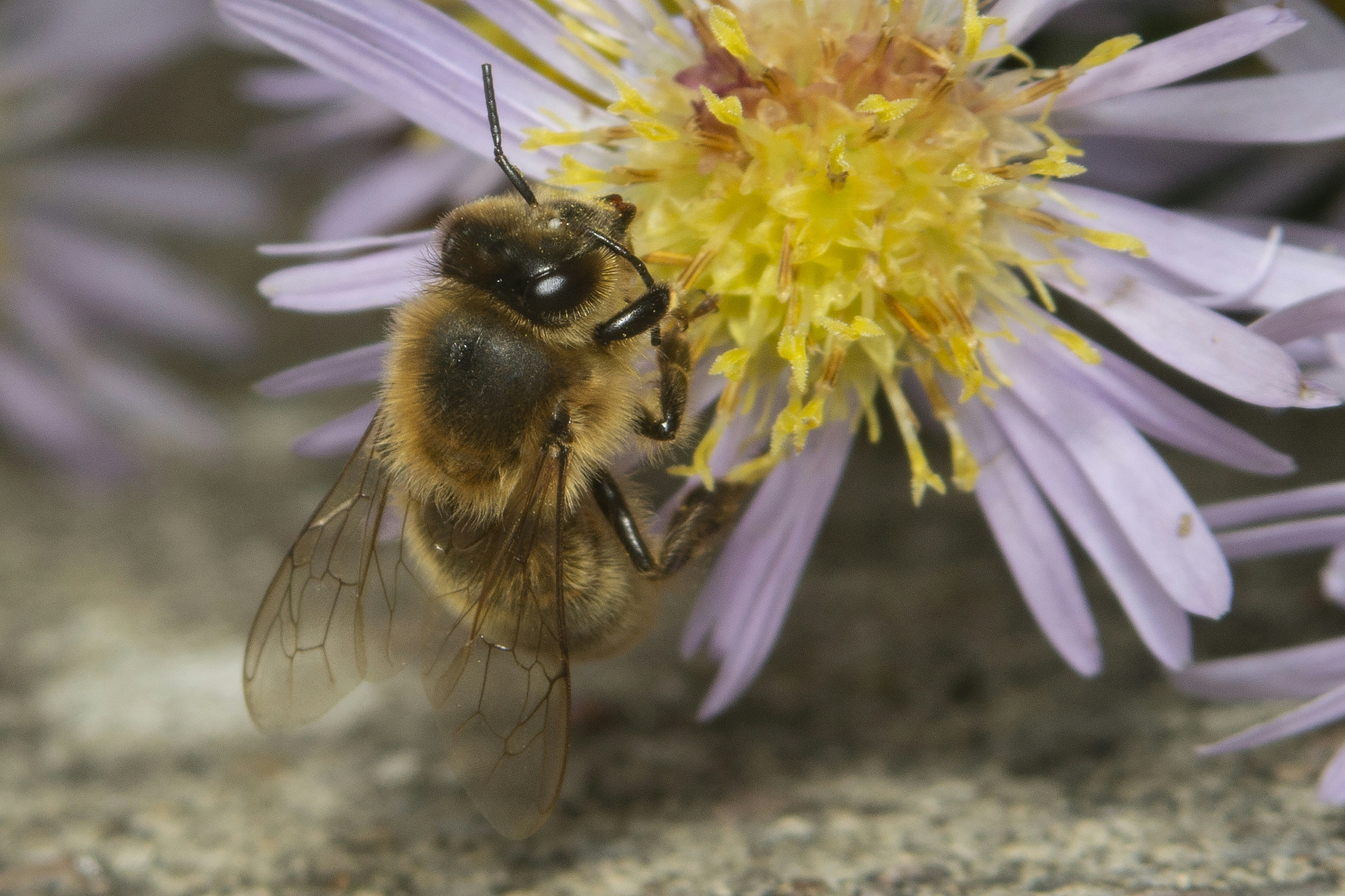 Close-Up Buzz: A Honeybee Clinging to a Violet Bloom