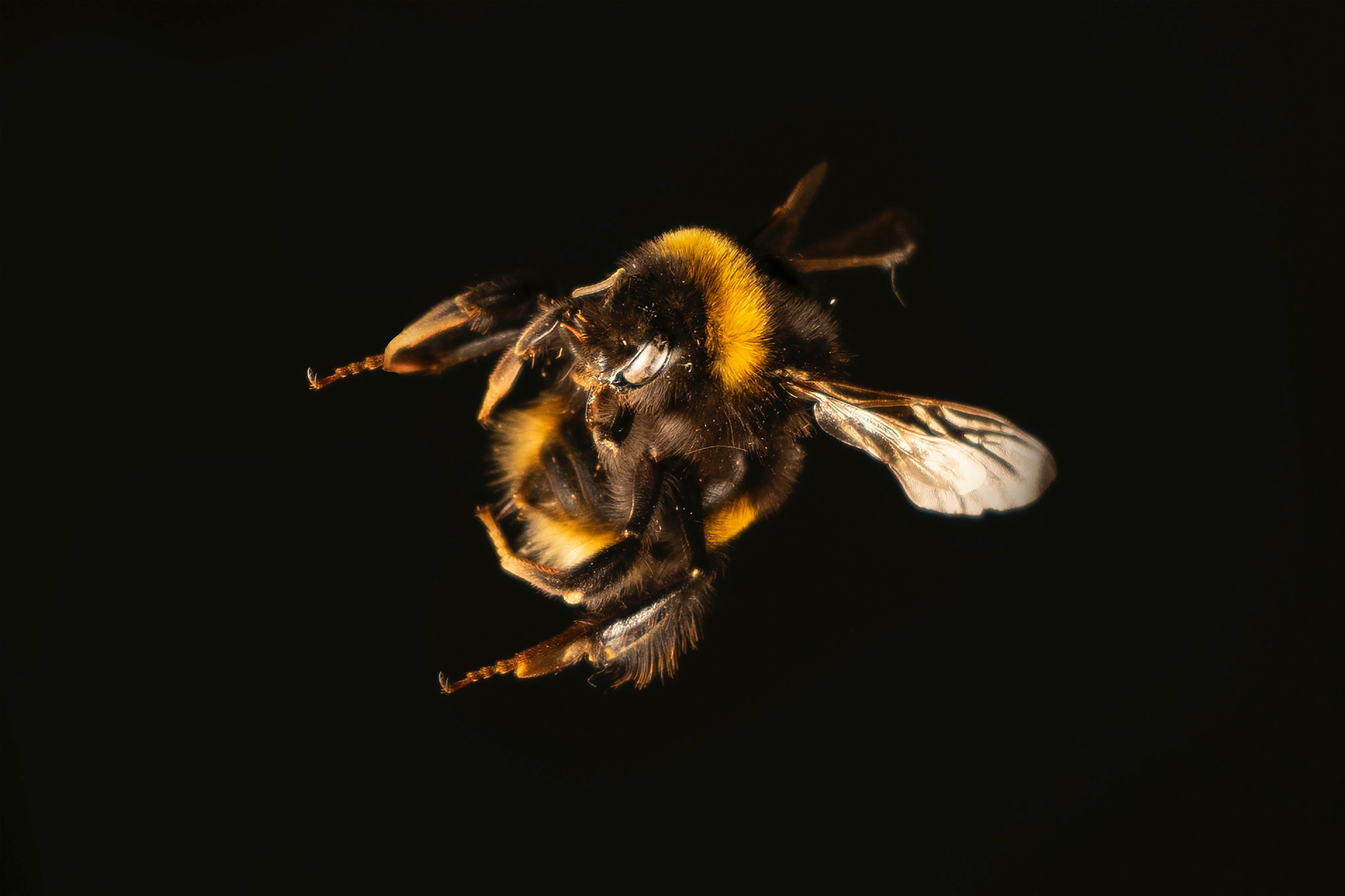 A bumblebee captured mid-flight, showcasing its delicate wings and vibrant yellow and black fur against a stark black background.