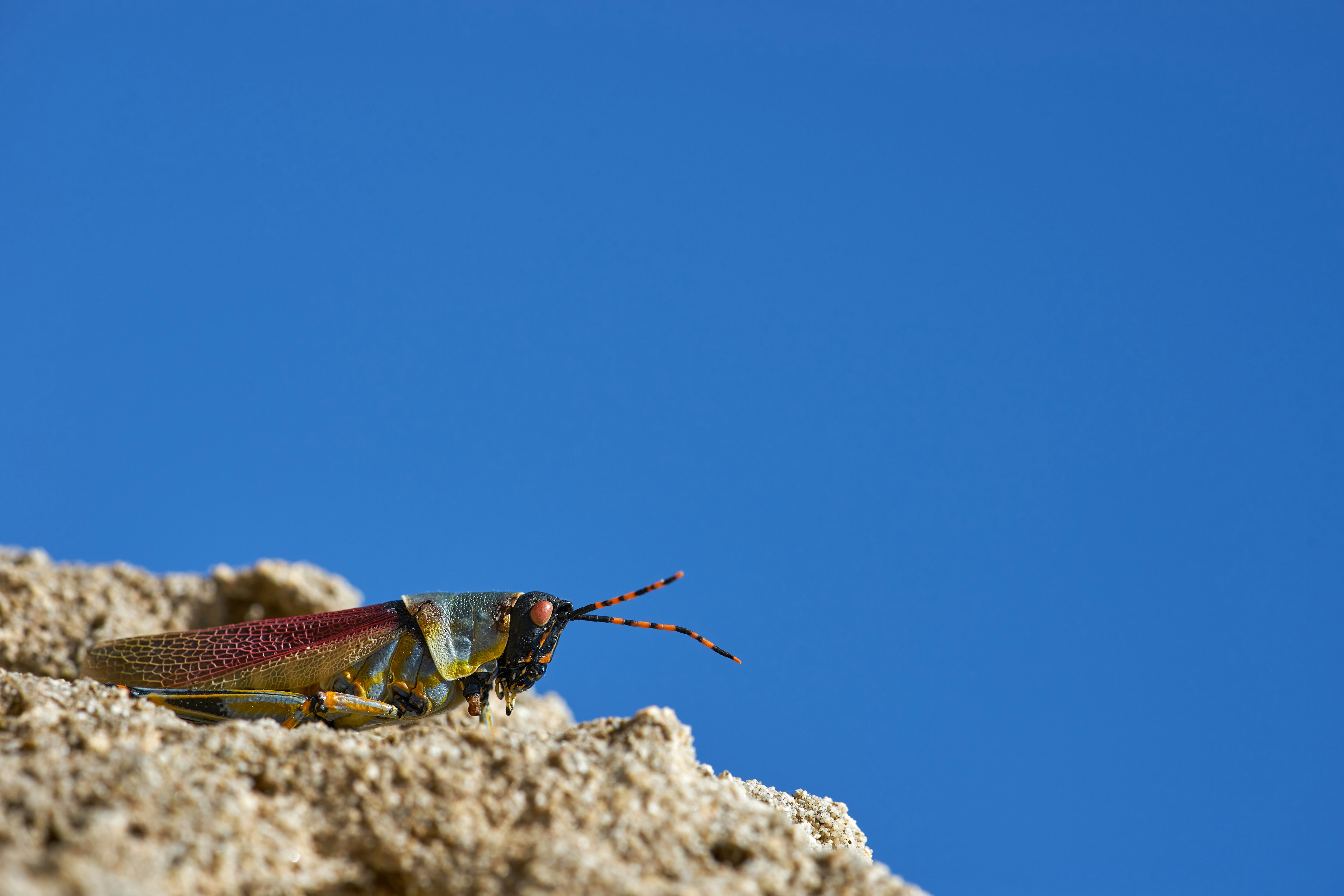 green and brown grasshopper on gray rock during daytime