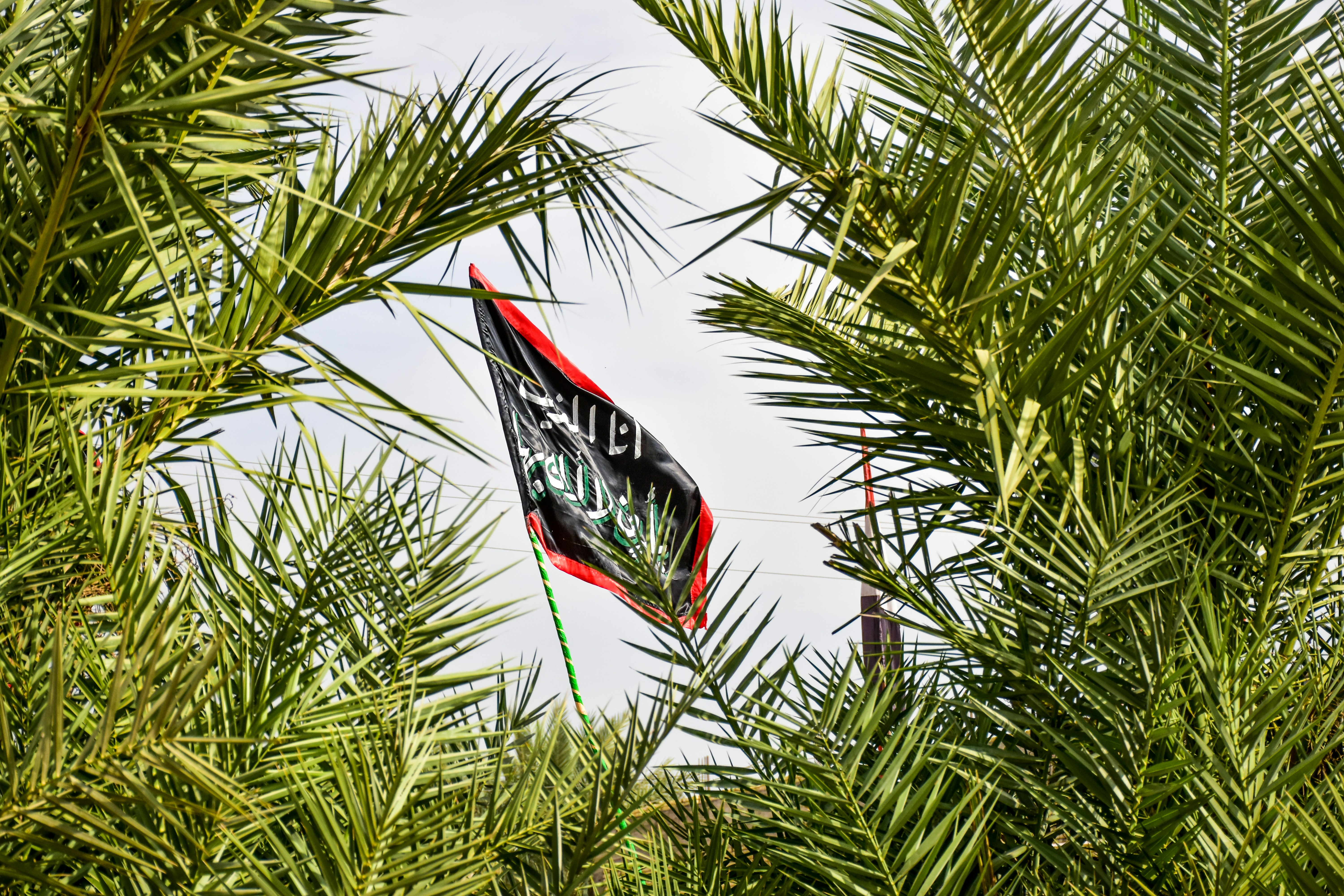 Banner Through the Palm Fronds: A Palm-Framed Flag Stands Out