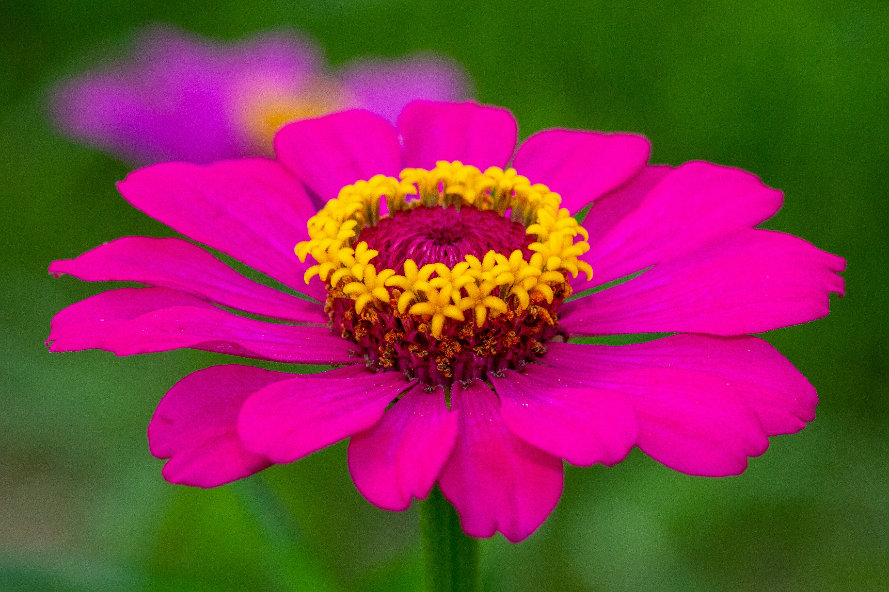 Close-up of a bright pink flower with a yellow center, showcasing intricate petal details against a blurred green background.