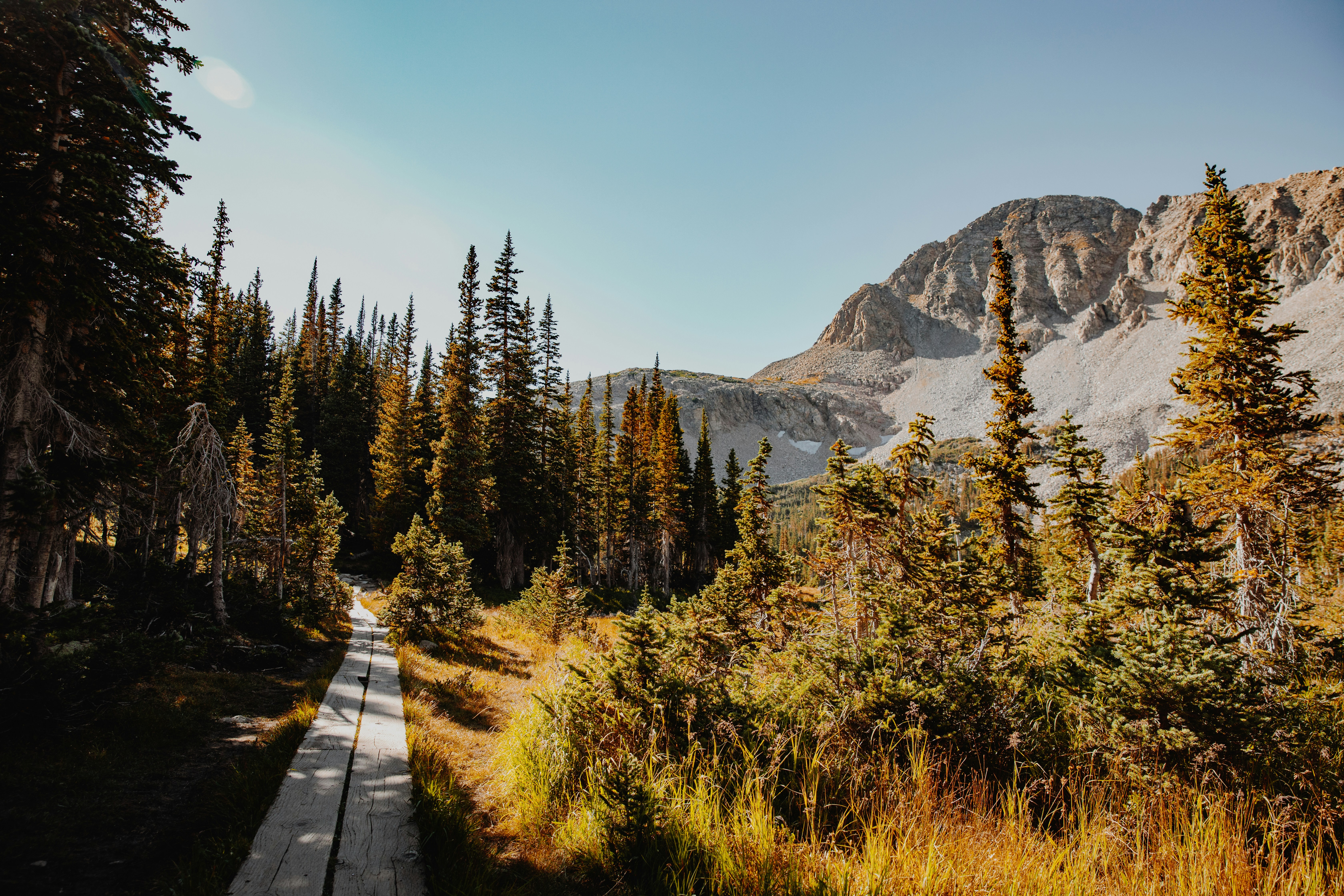 Wooden boardwalk leading through alpine forest towards distant mountains under a clear sky.