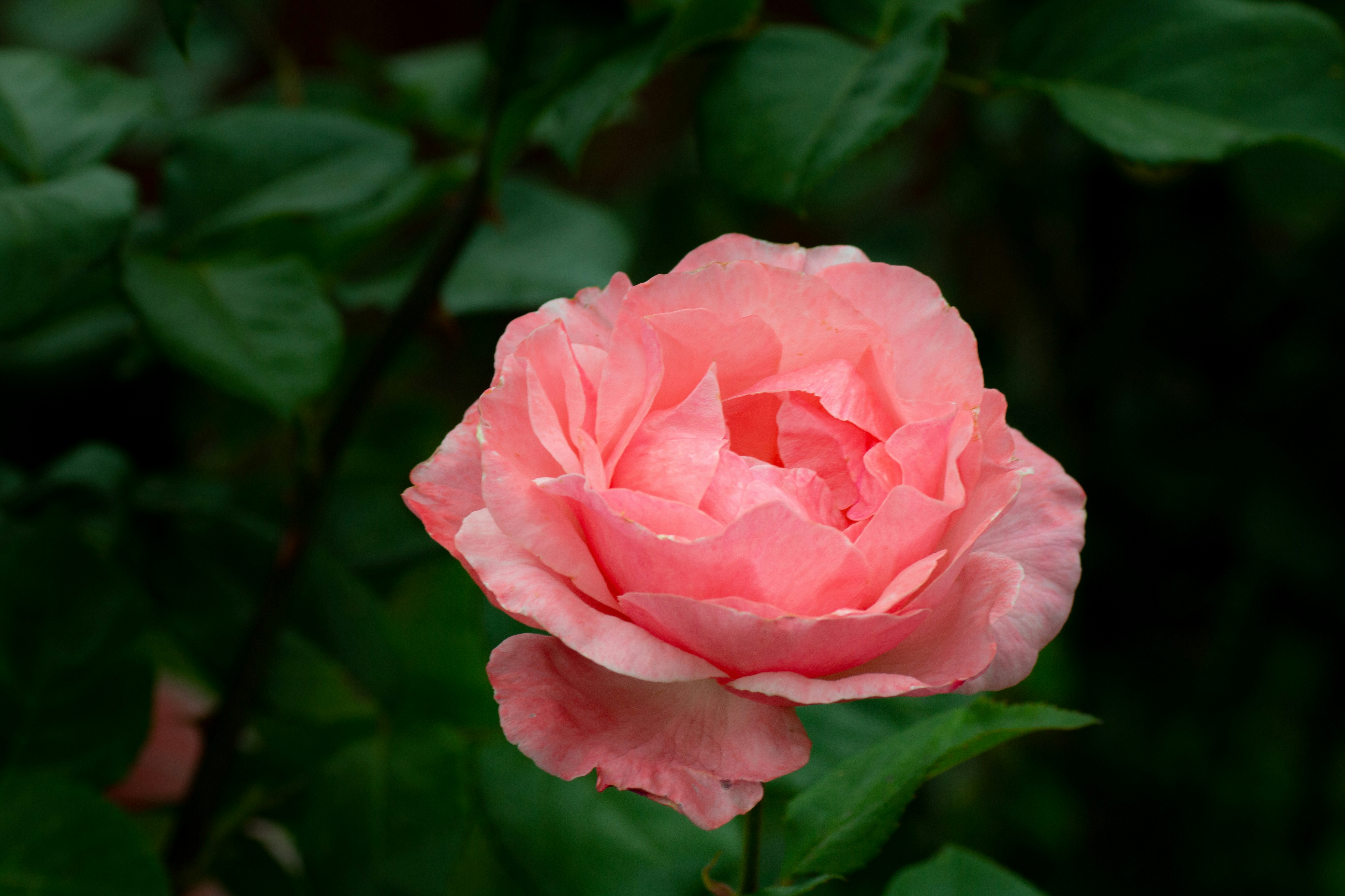 A soft pink rose blooms amidst lush green foliage, showcasing its intricate petals and vibrant color. The composition highlights the beauty of nature's artistry.