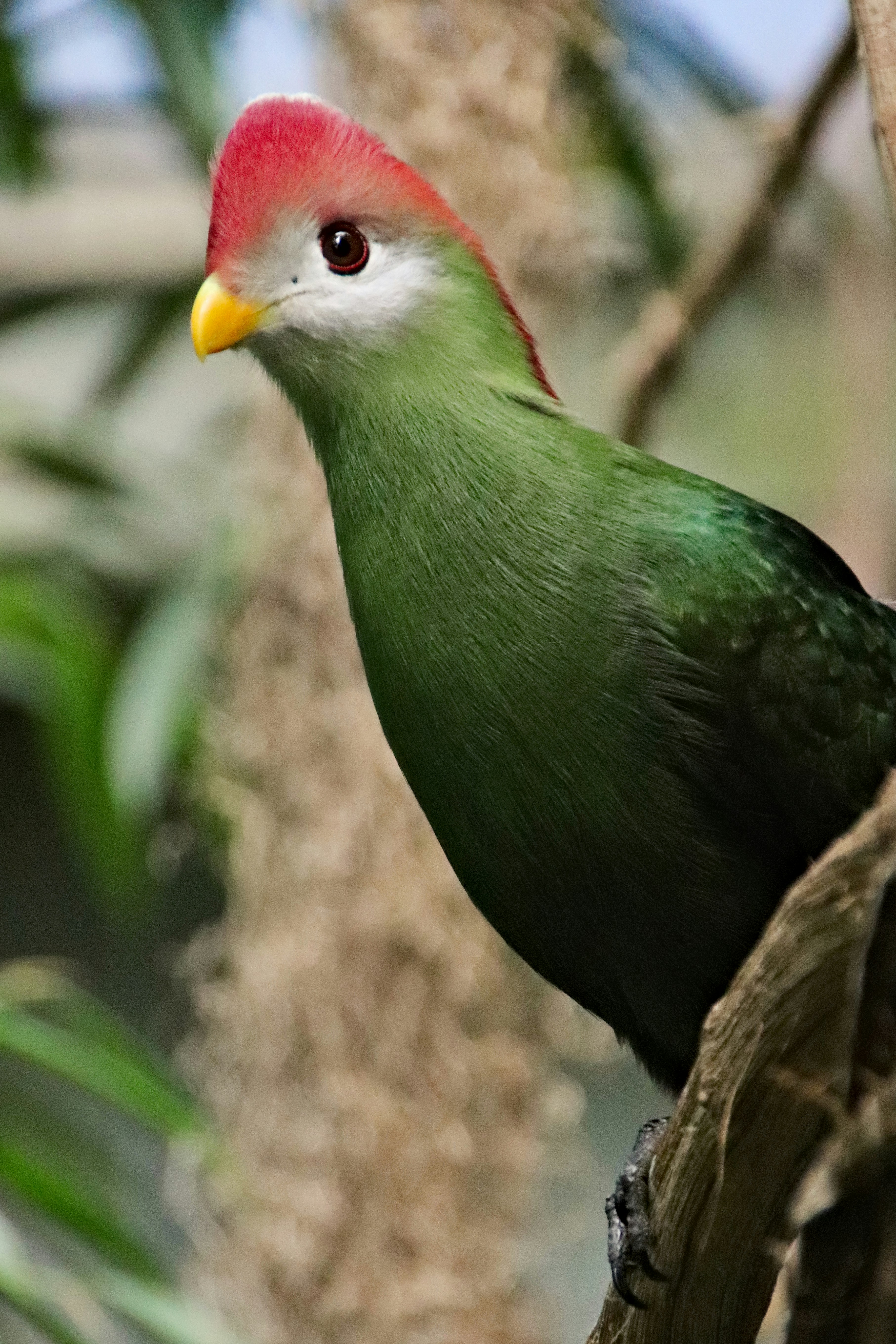 Crimson Crest, Emerald Plume: A Close-View Portrait of a Green Parrot Perched on Bark
