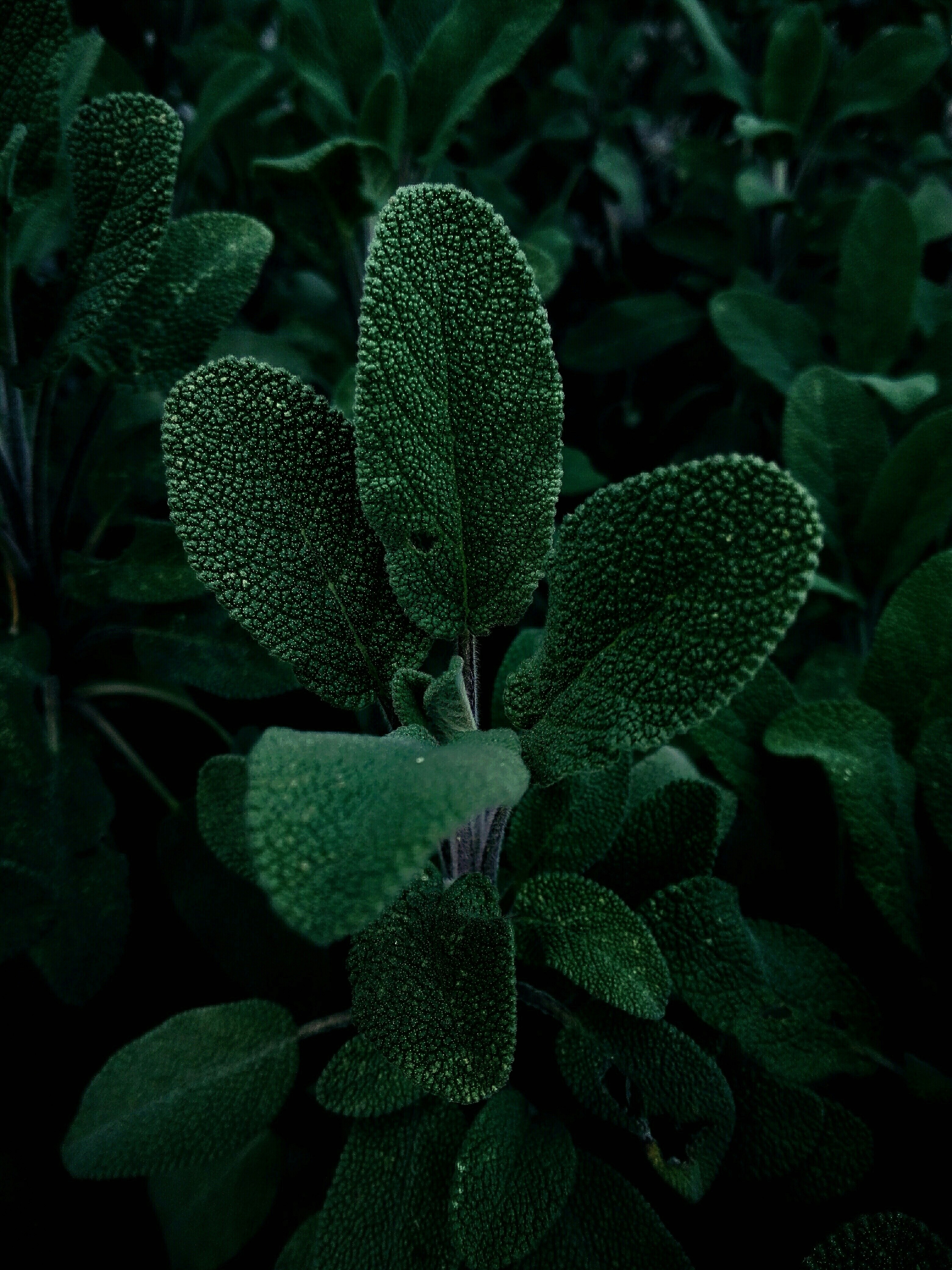 Dew-kissed Sage: Close-up of Velvet Green Leaves