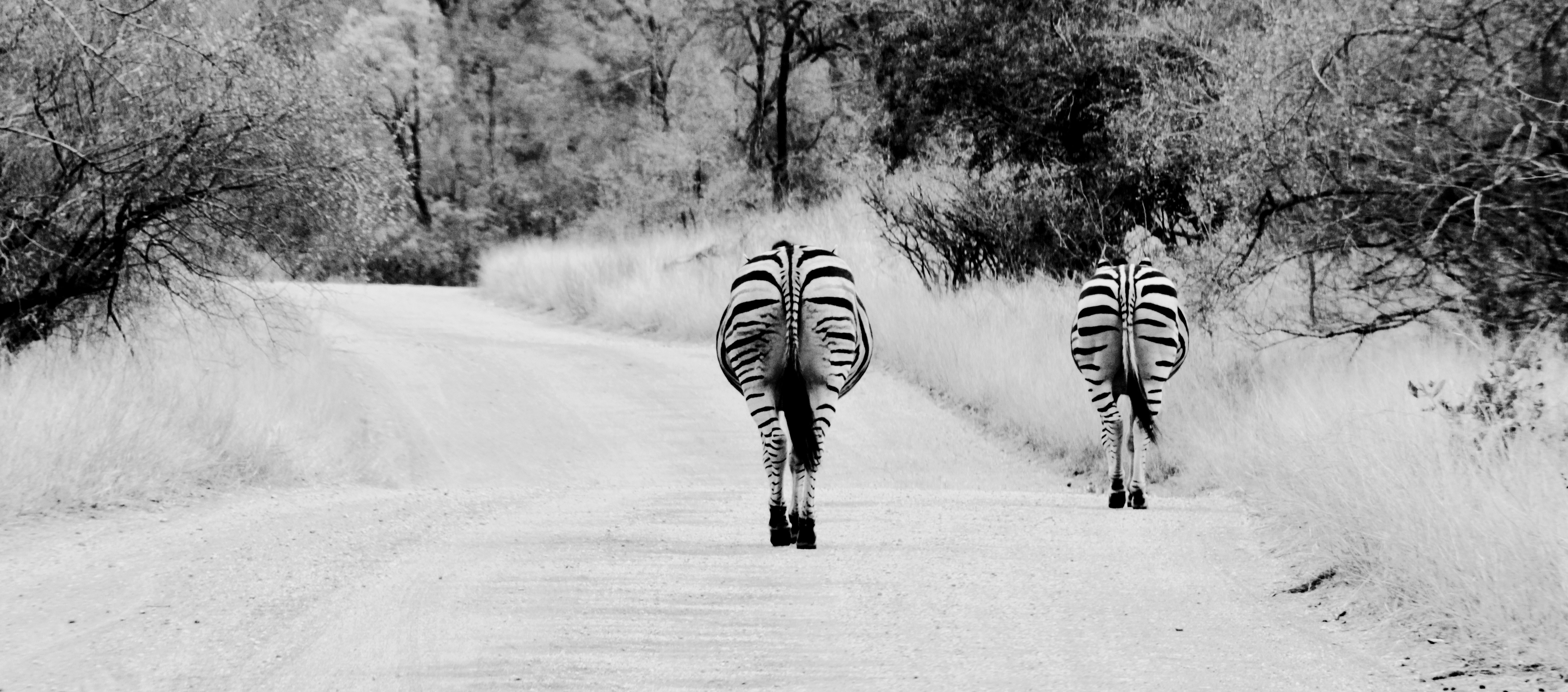Monochrome Zebra Duet on a Dusty Road
