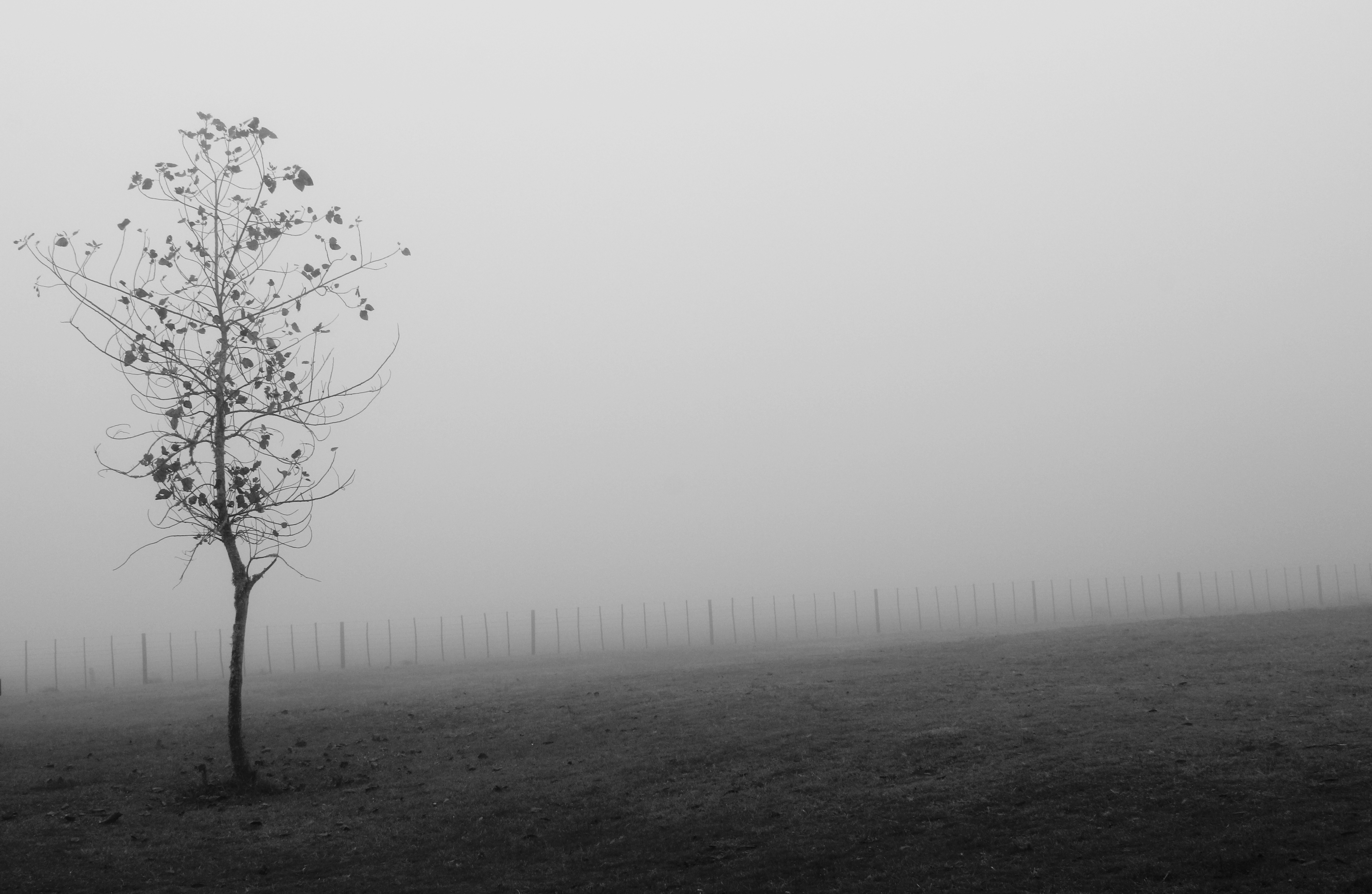 Lonely tree stands in a fog-covered field, surrounded by a blurred fence line in the distance.