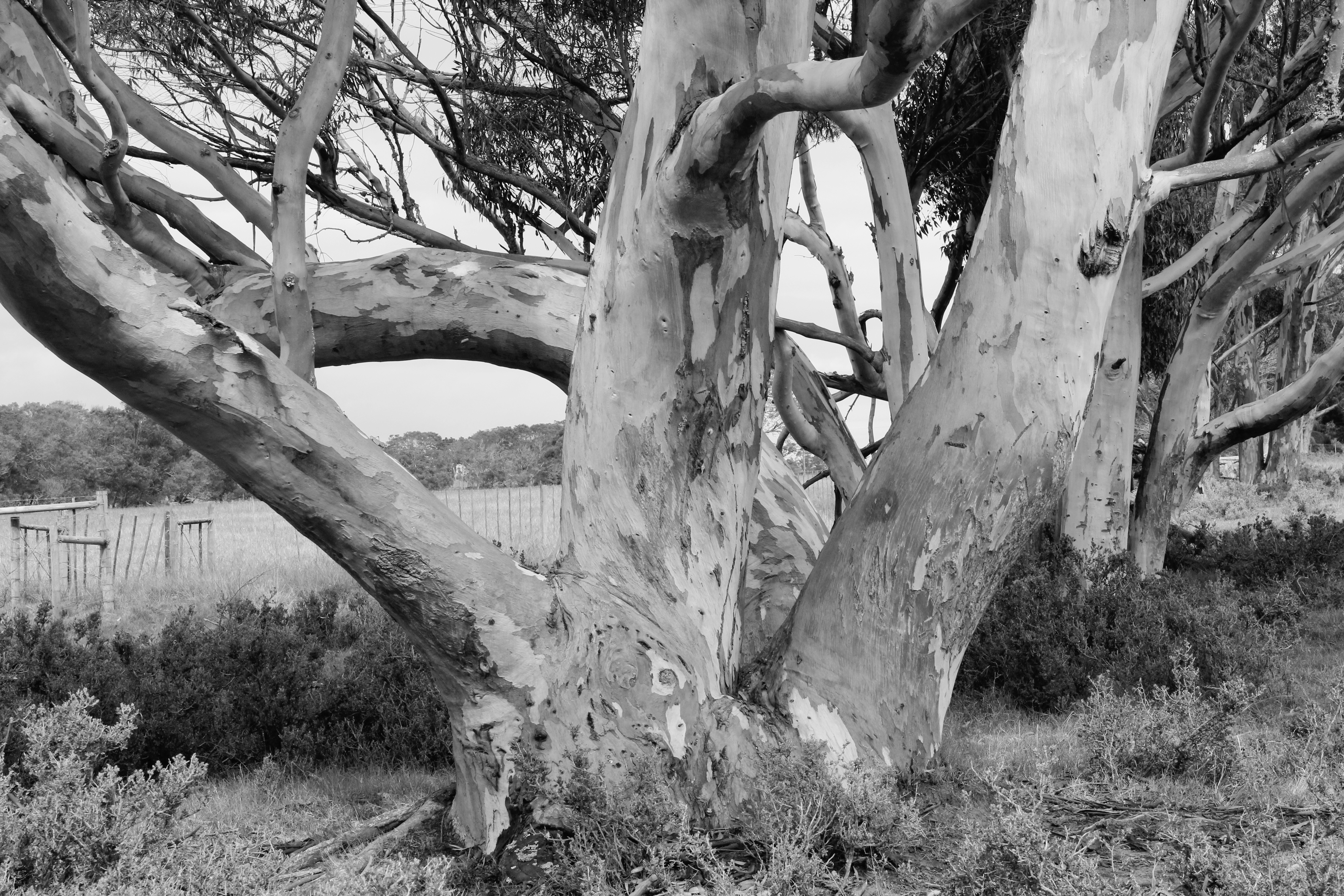 Gray Grove: Interwoven Trunks in a Quiet Field