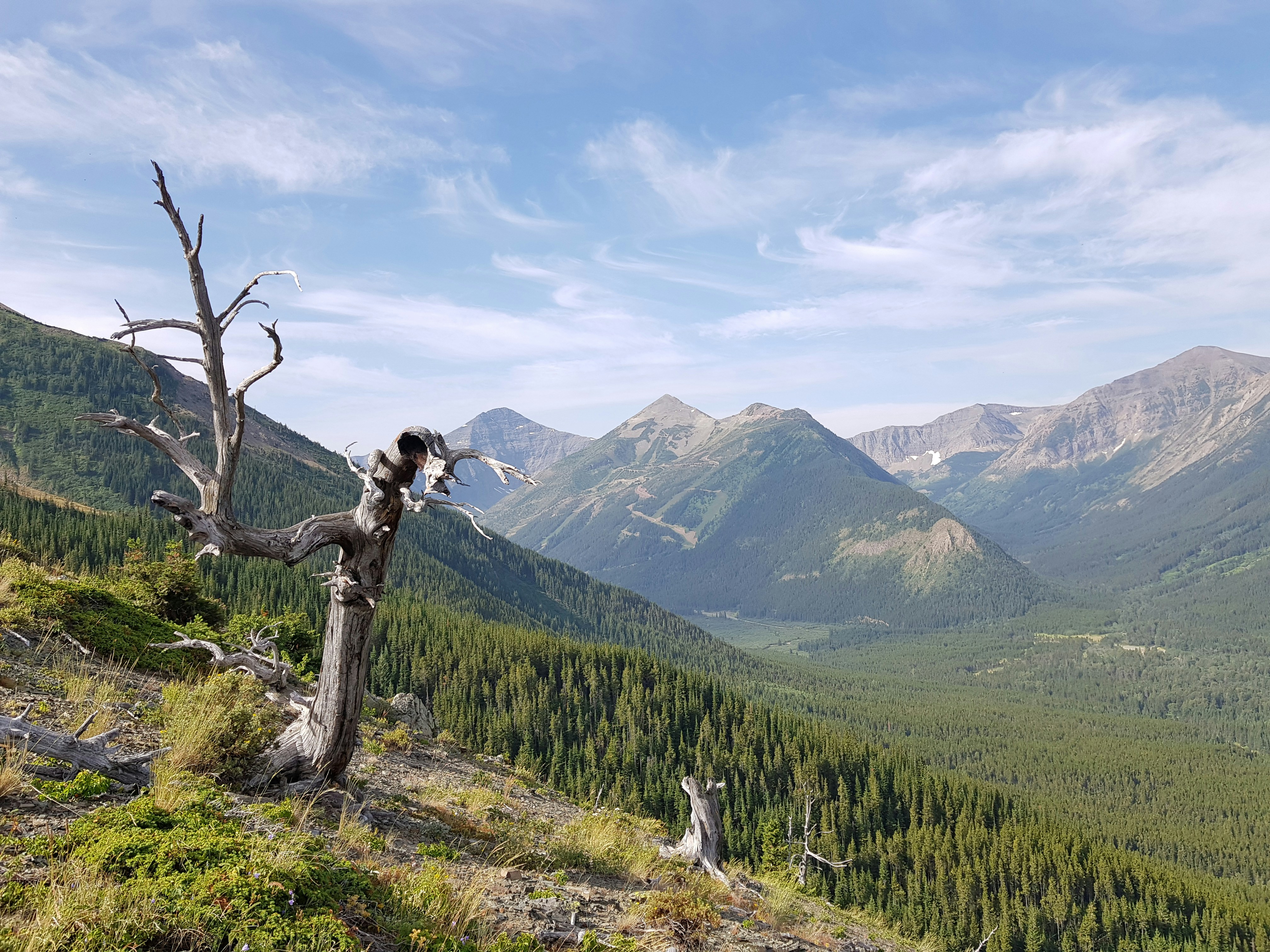 Whispers of the Ancient Wilderness