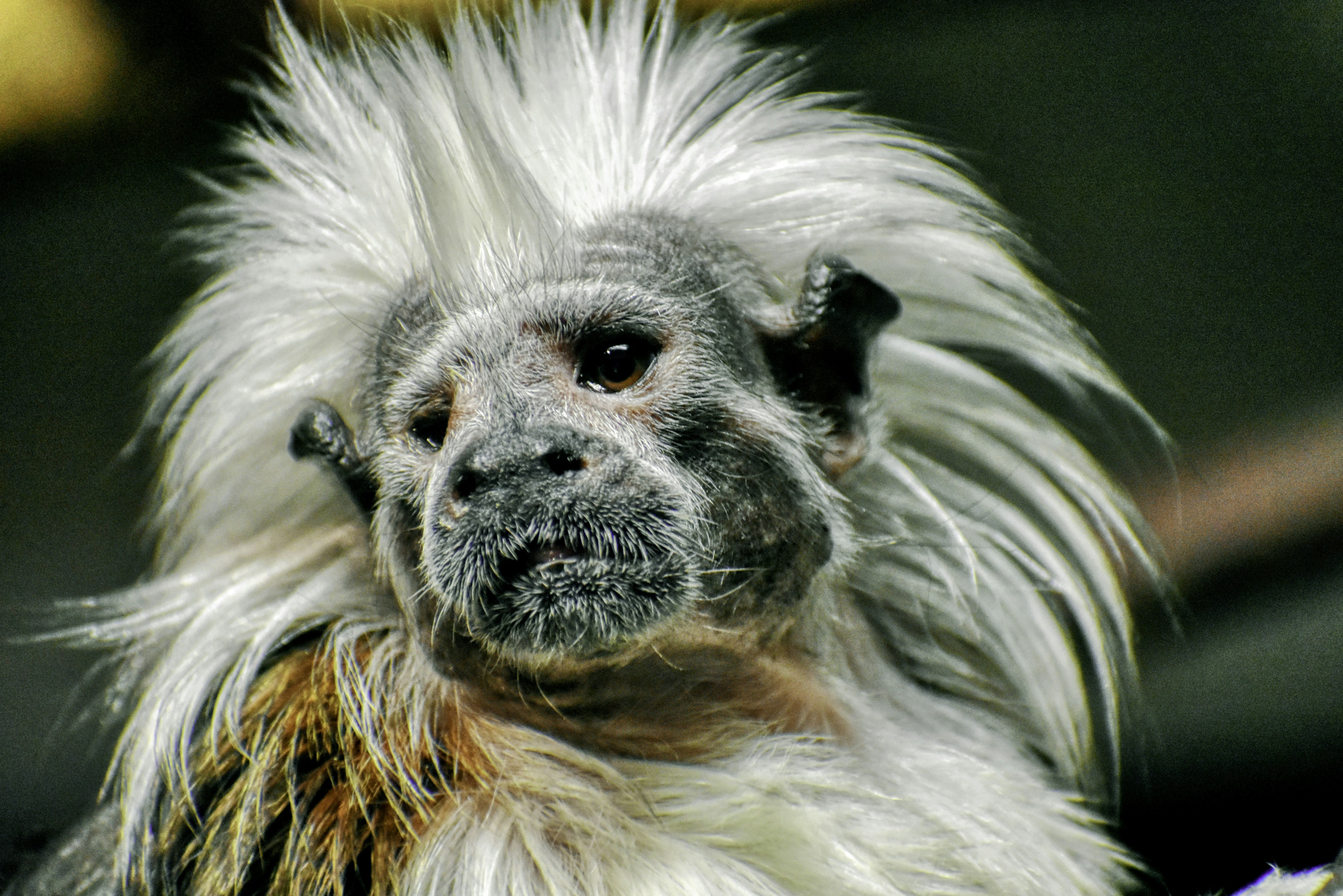 Close-up of a silvery marmoset with striking white fur and an expressive gaze, highlighting its unique features.