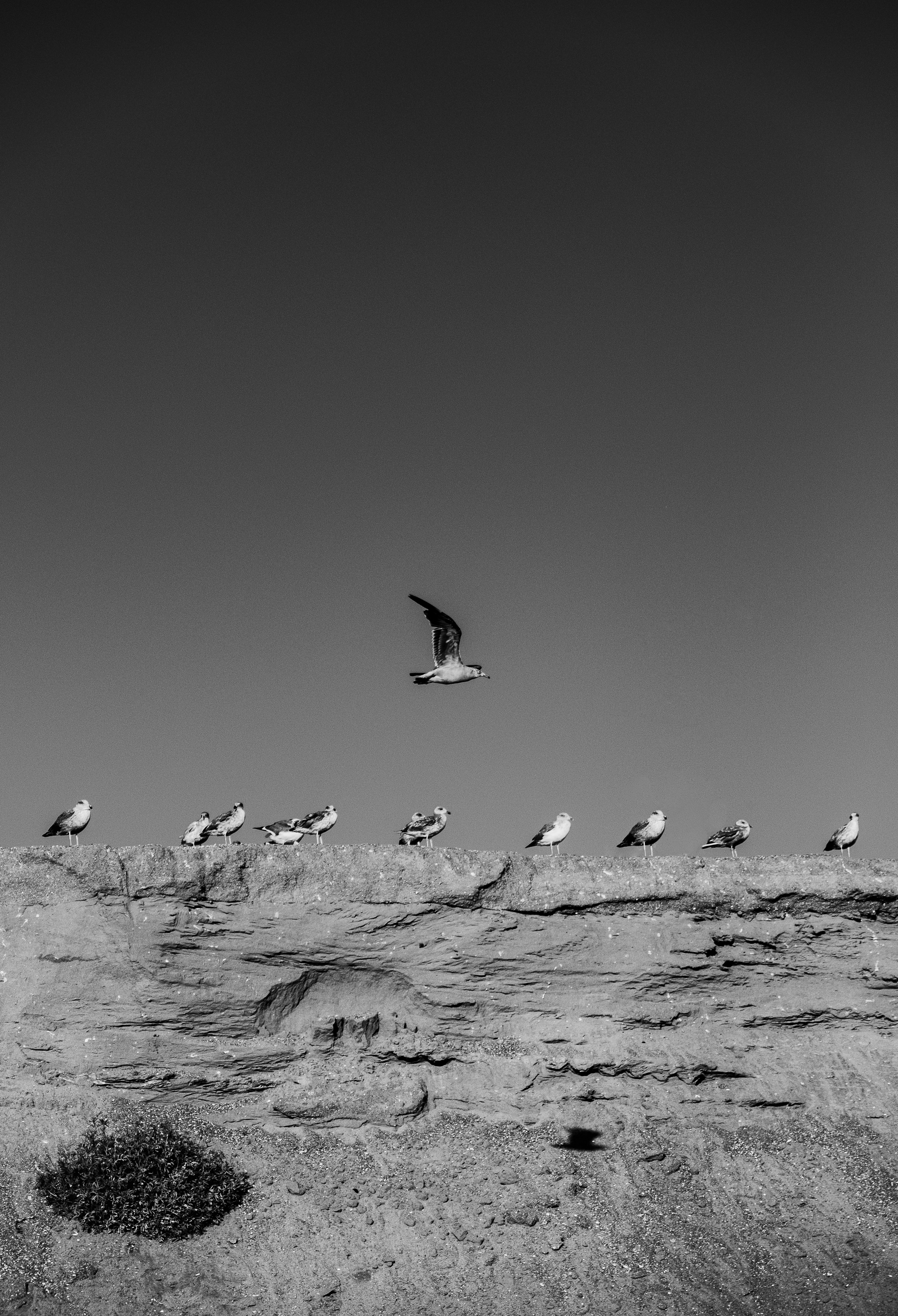 Birds on a Sundown Slope: A lone takeoff over a row of seabirds