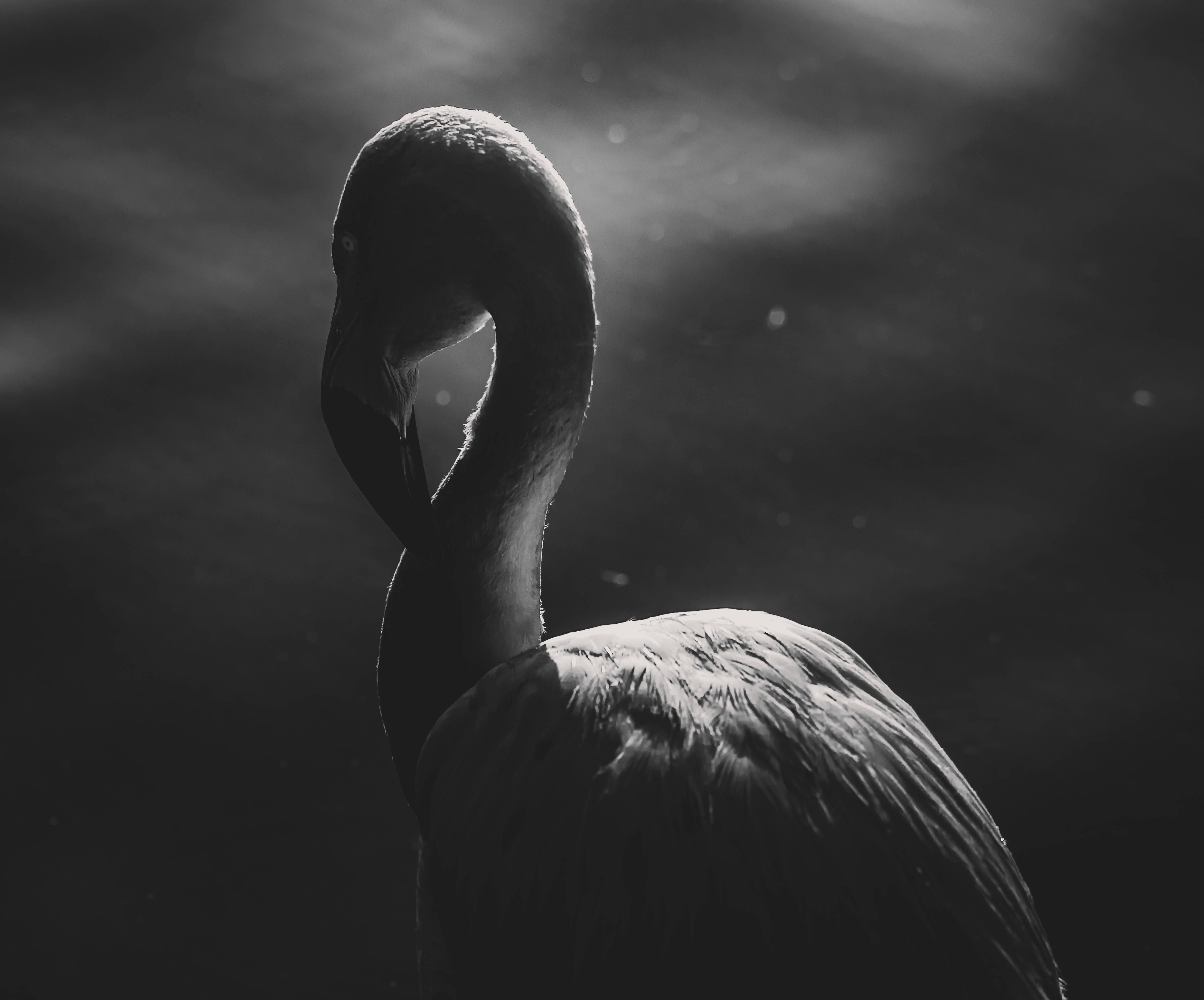 Silhouette of a flamingo gracefully poised against a dark, reflective water surface.