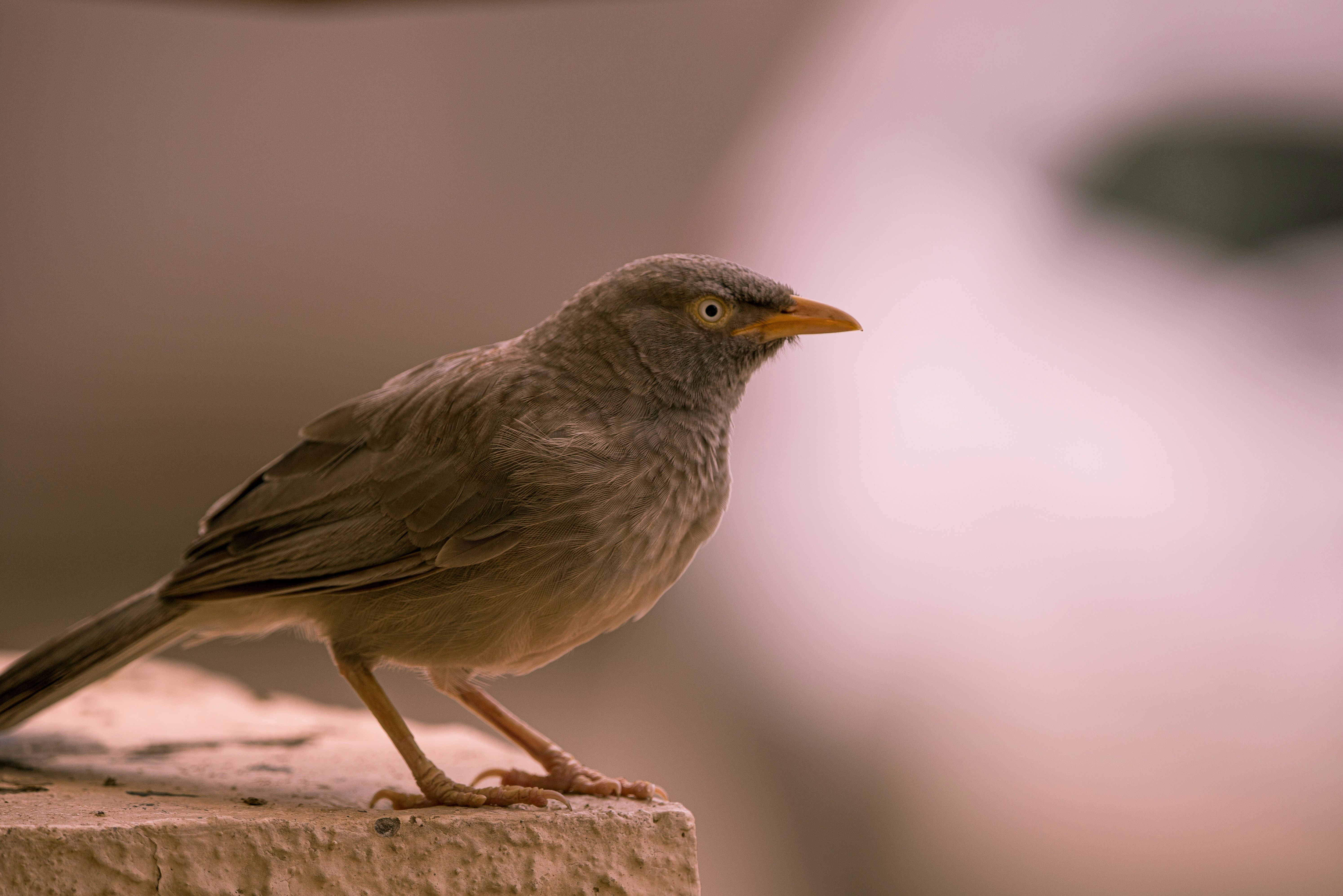 A gray bird stands on a ledge, gazing intently into the distance, with a blurred background that emphasizes its features.
