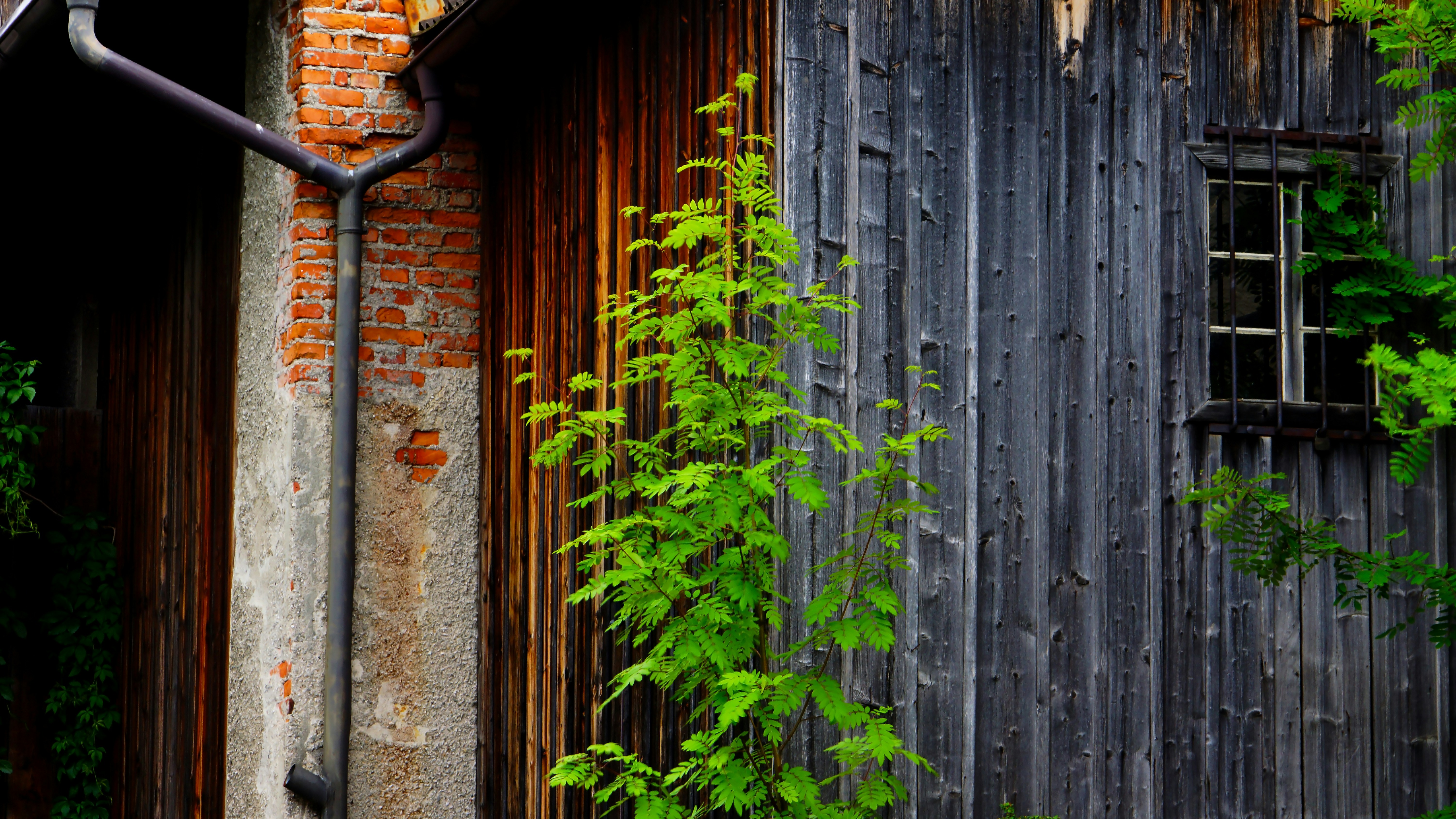 Weathered Wood and New Growth: A Quiet Corner of an Old Structure