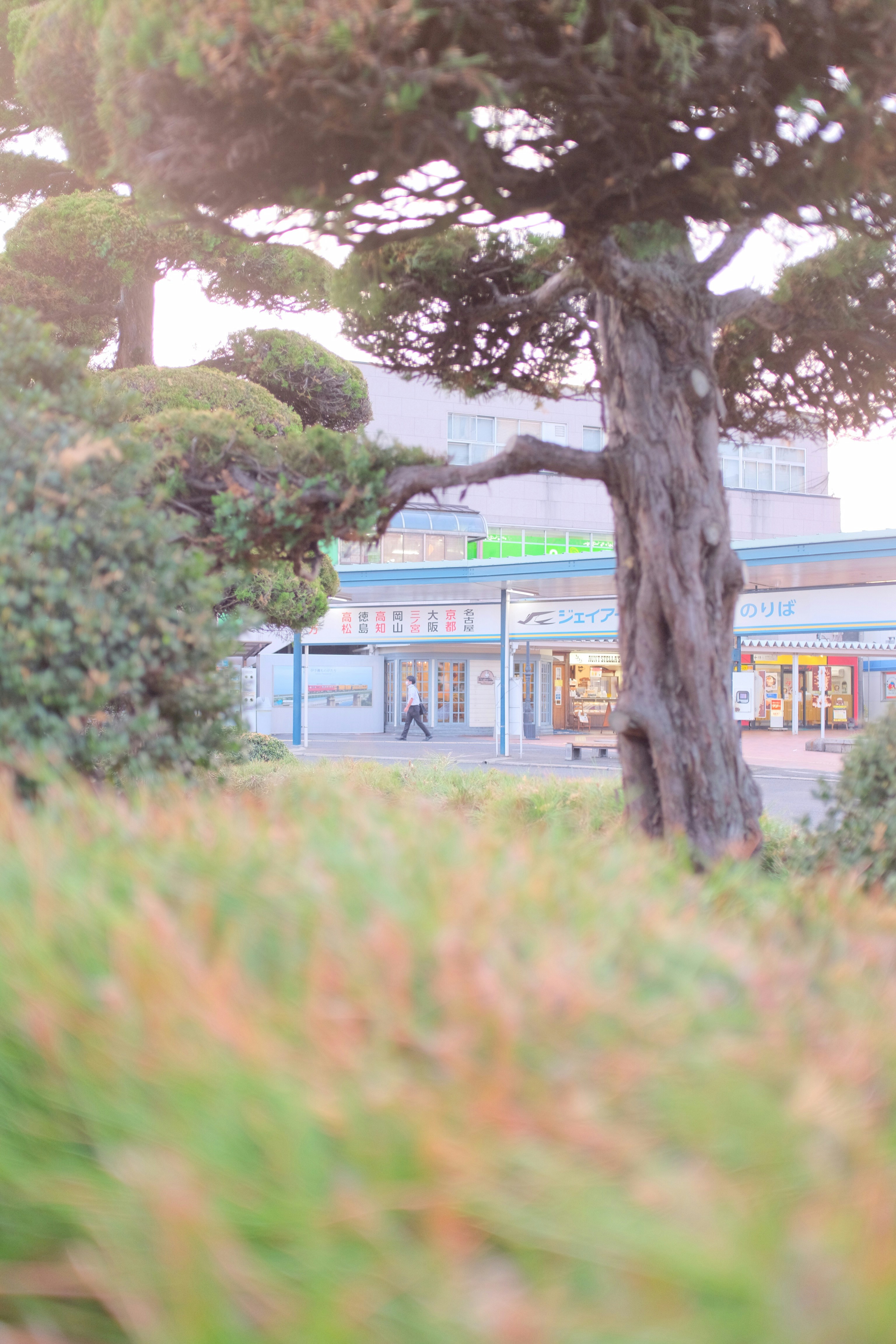 Green tree near white and blue concrete building during daytime photo ...