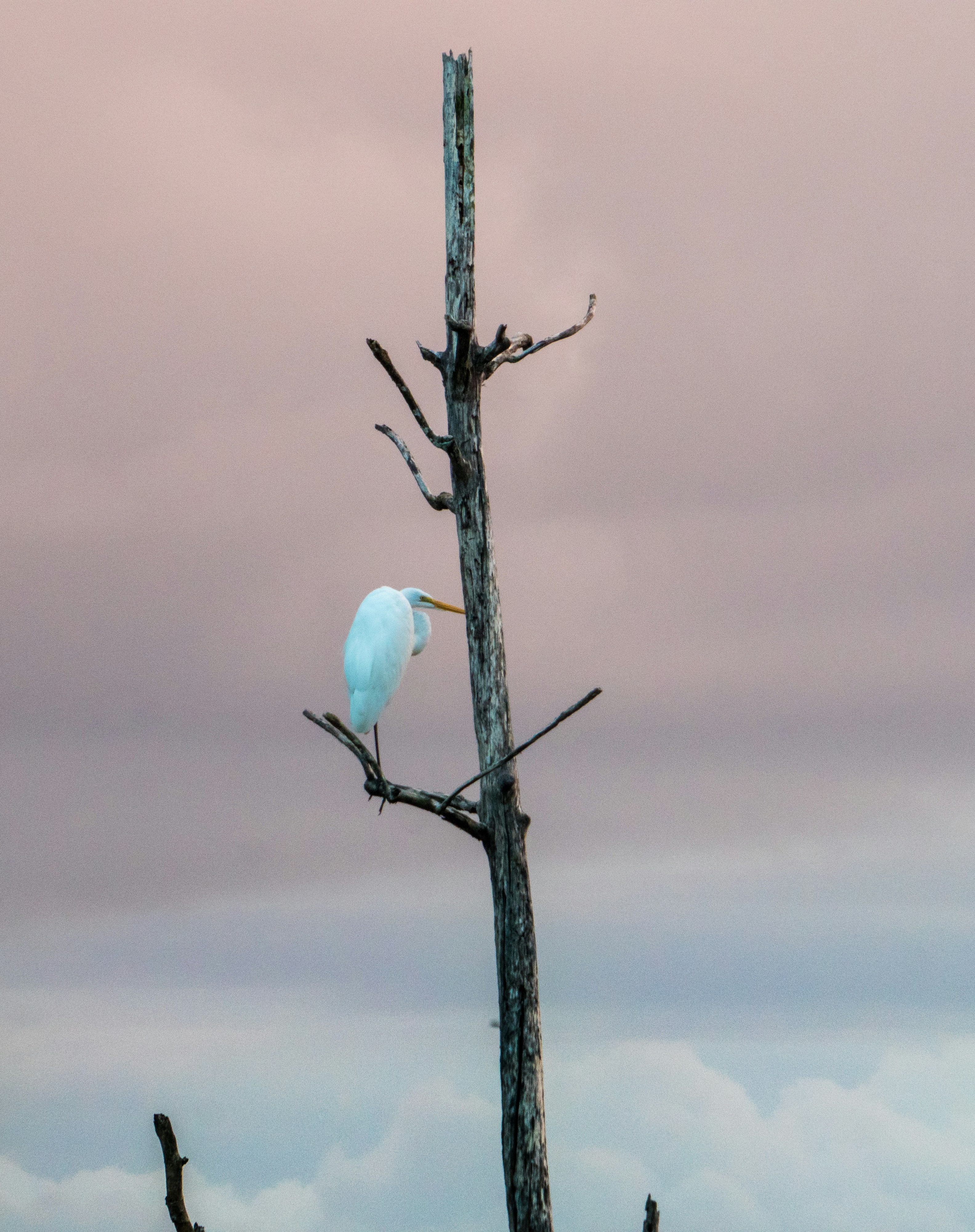 Lone Egret on a Weathered Sentinel Beneath a Pastel Dusk Sky