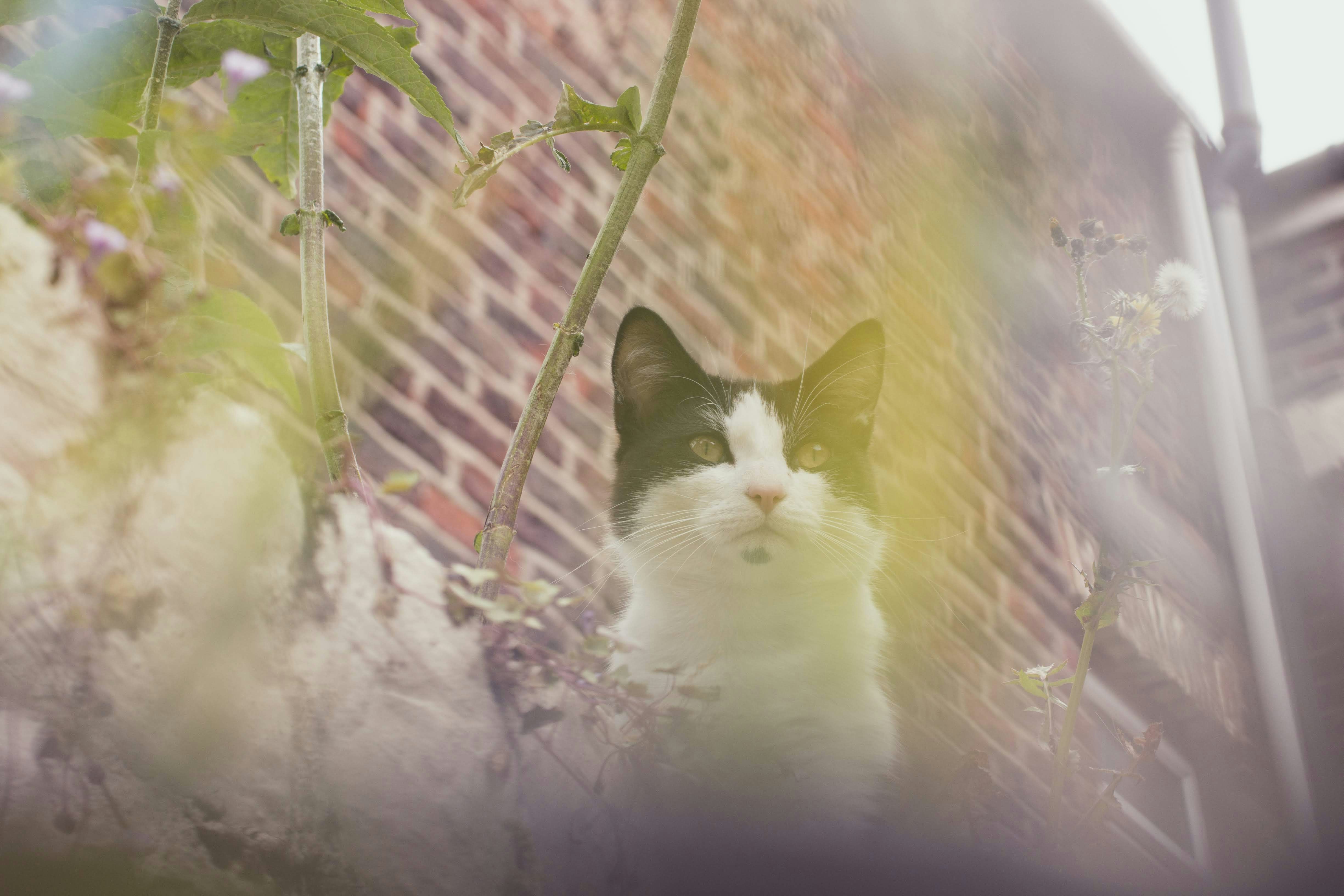Pane Portrait: A Black-and-White Cat Gazing Through Quiet Glass