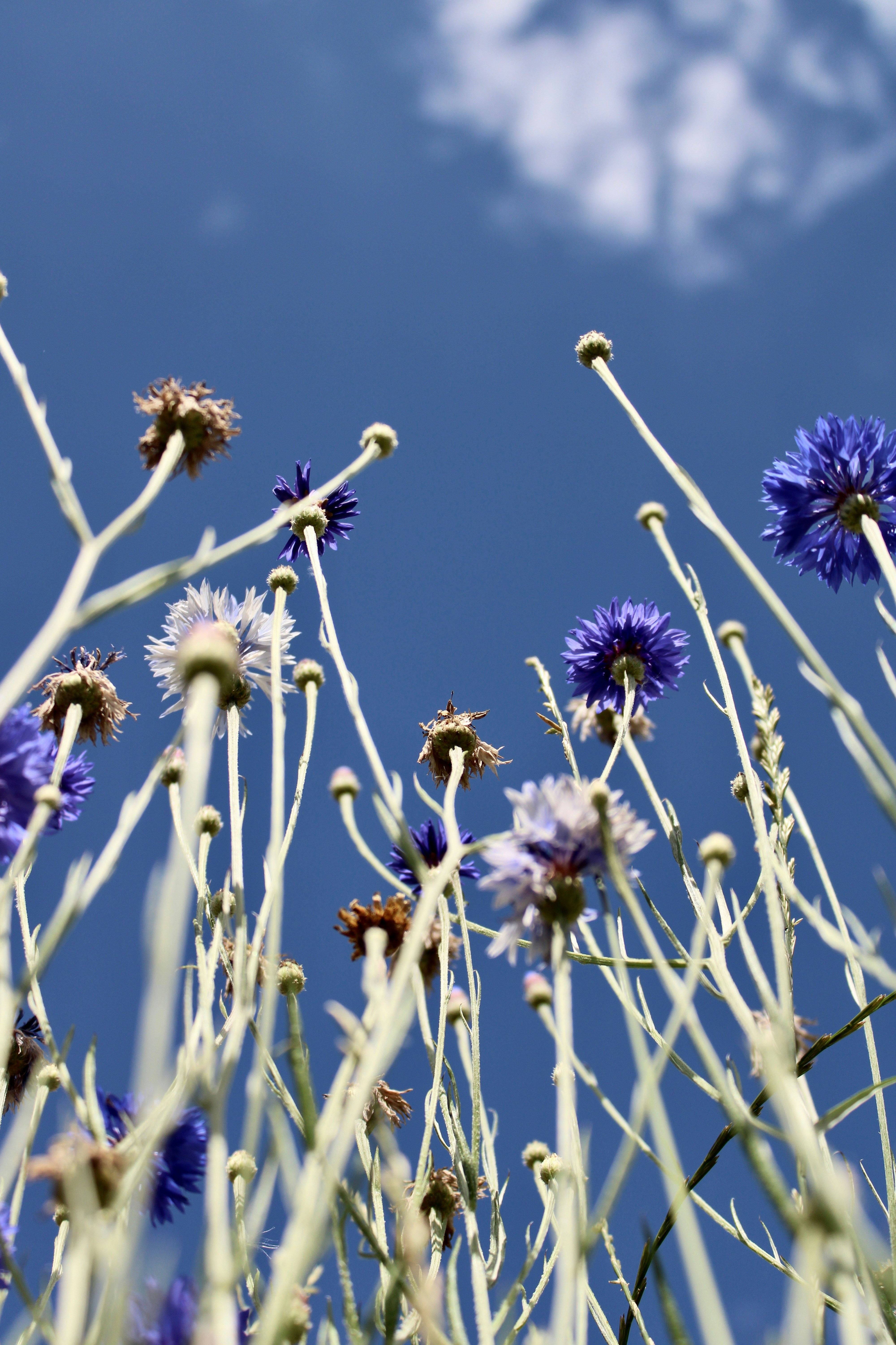 Vibrant blue sky behind tall wildflowers with pale stems and purple blossoms, captured from a low angle to emphasize height.