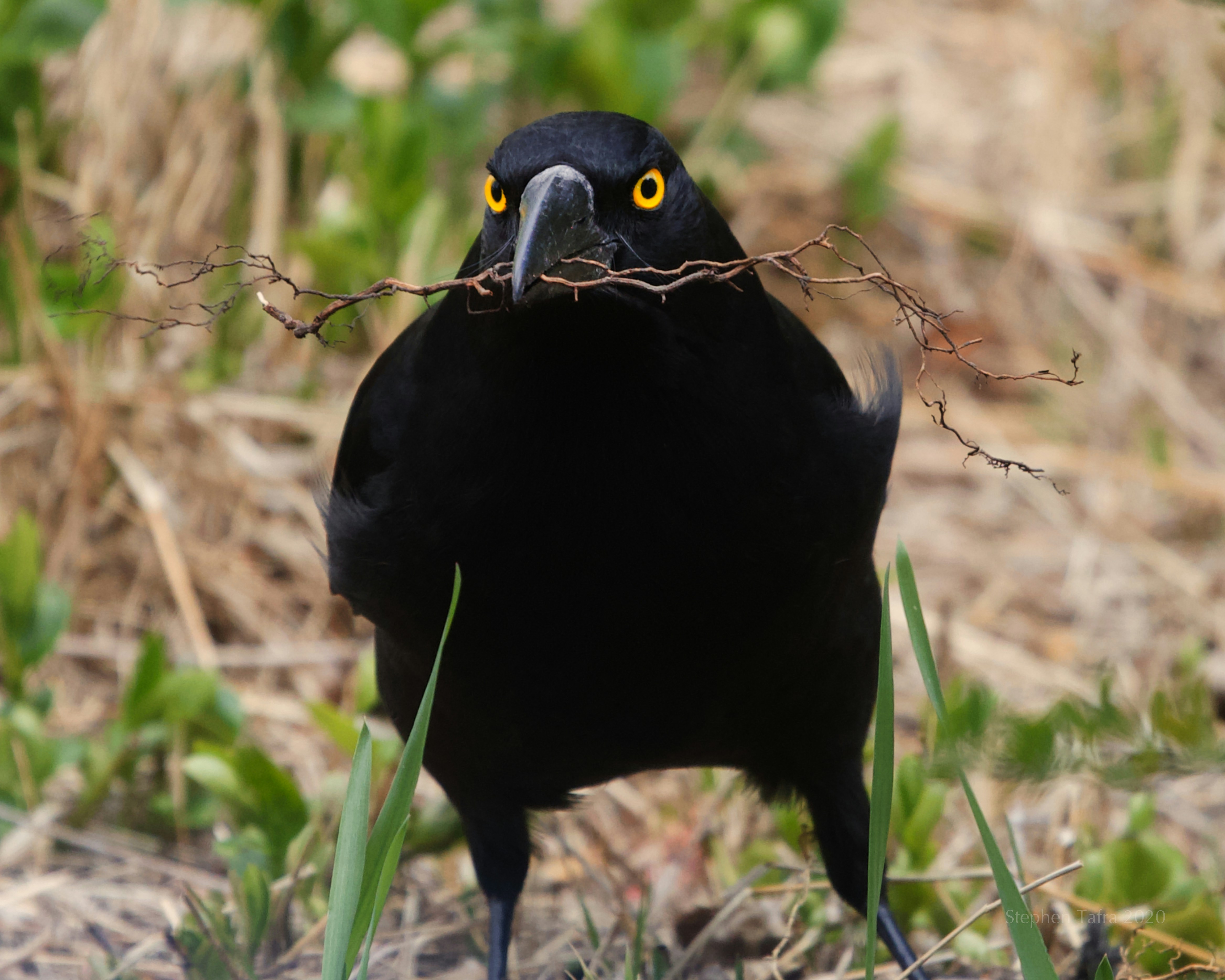 A black bird with striking yellow eyes holds a twig in its beak, poised among green grass and dry foliage.