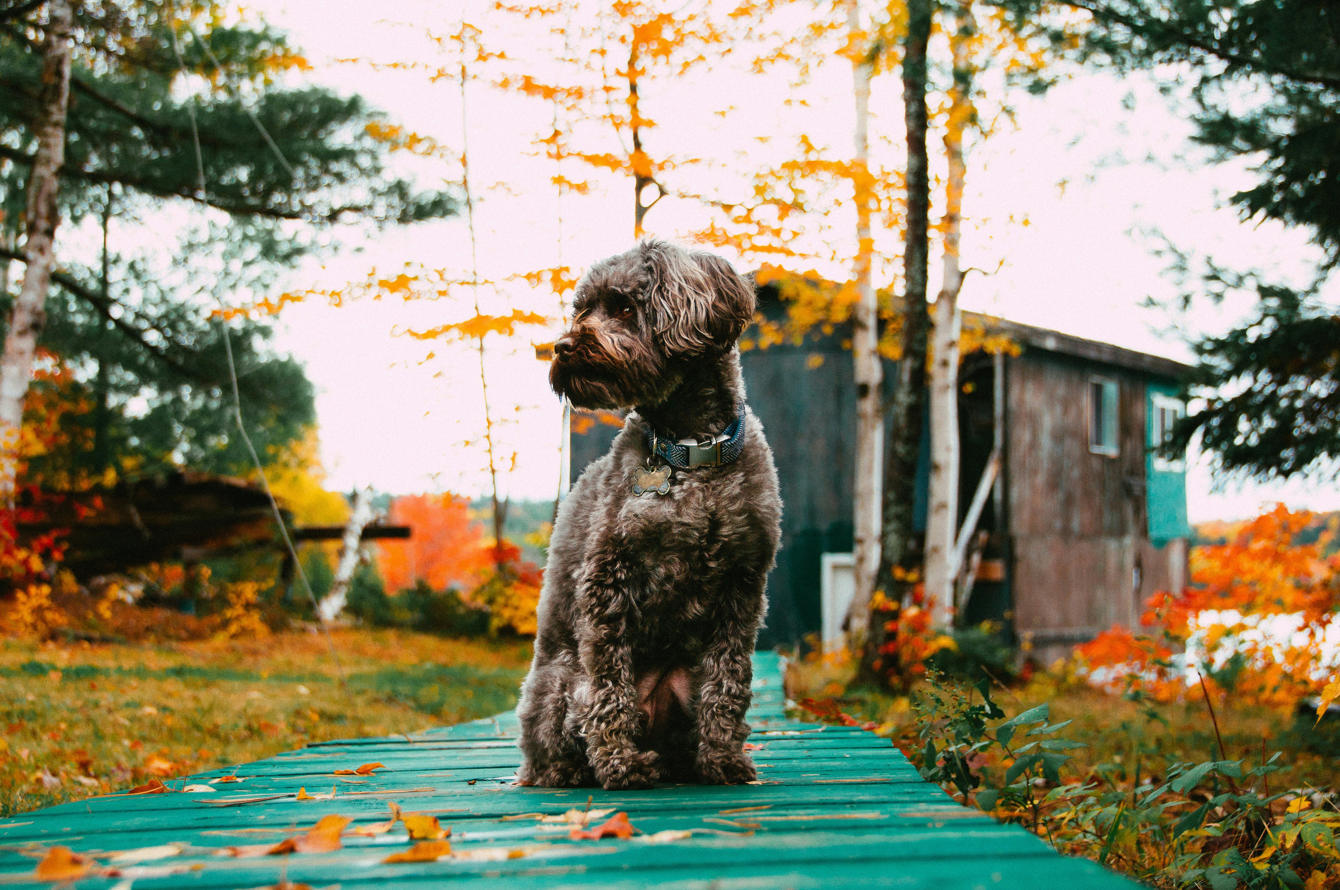 Dog standing on a green walkway amidst vibrant fall foliage near a rustic cabin.