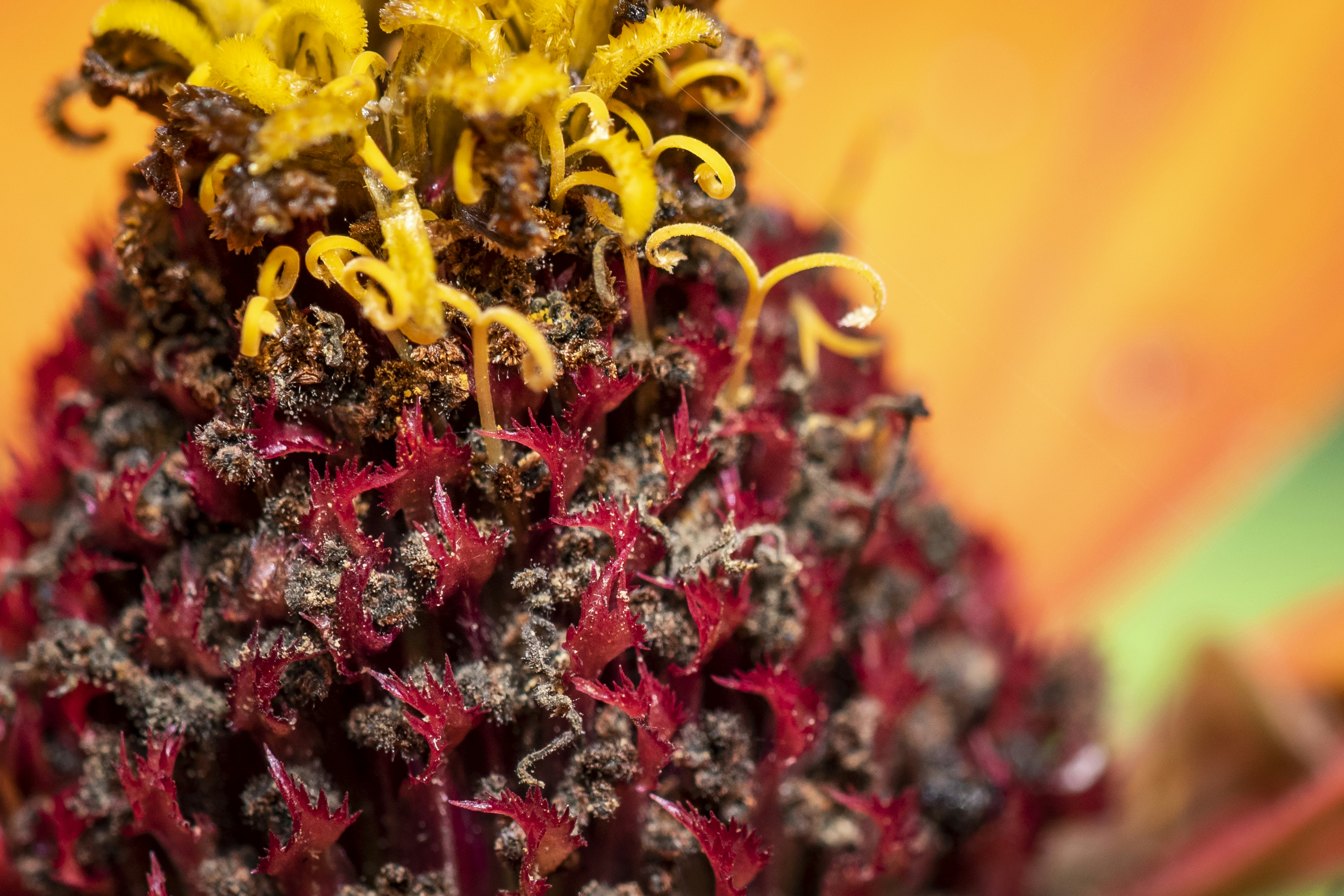 Crystallized Crimson Core: frost-dusted bloom macro