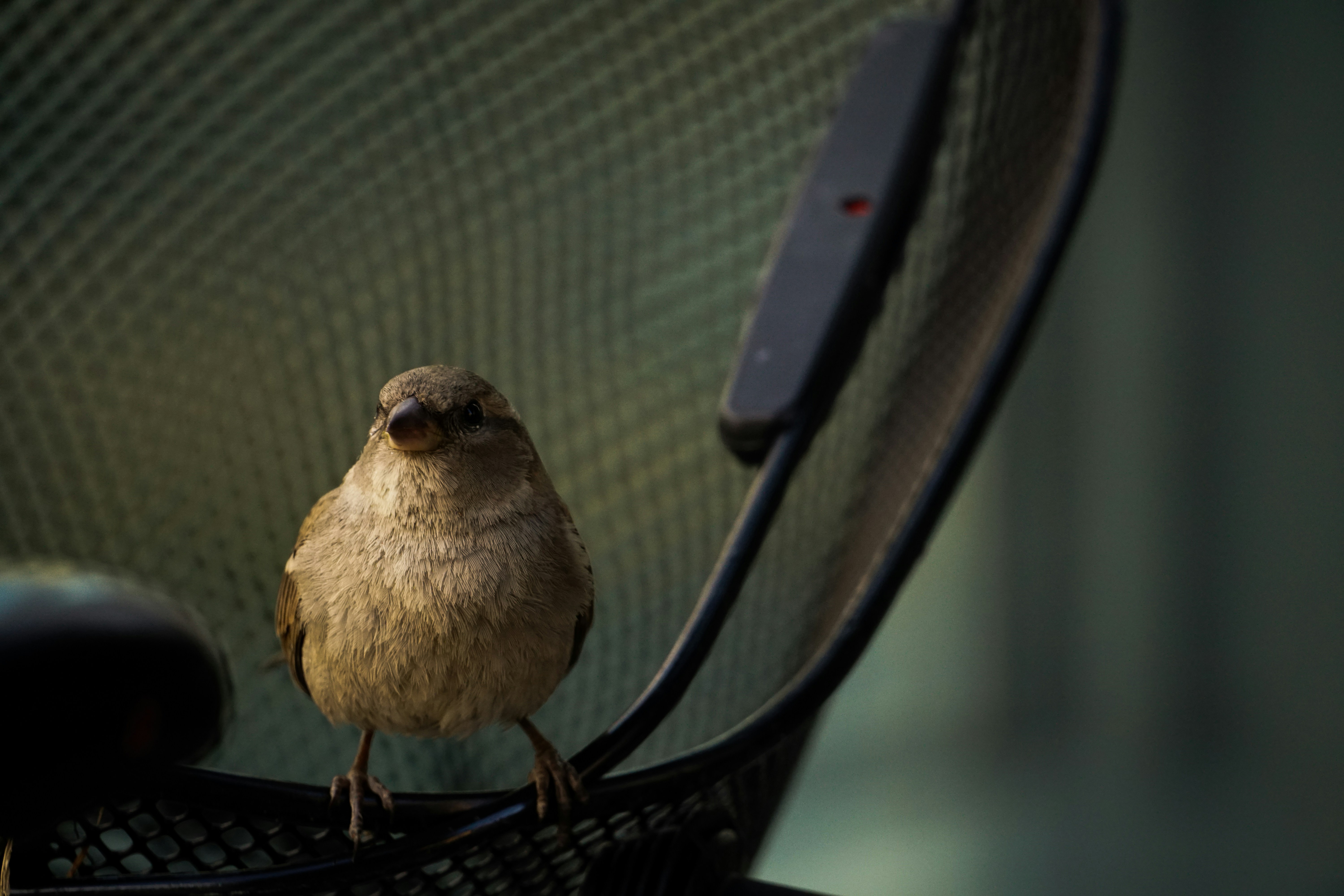 Perched in a Mesh Frame: A Brown Warbler in Soft Green Bokeh