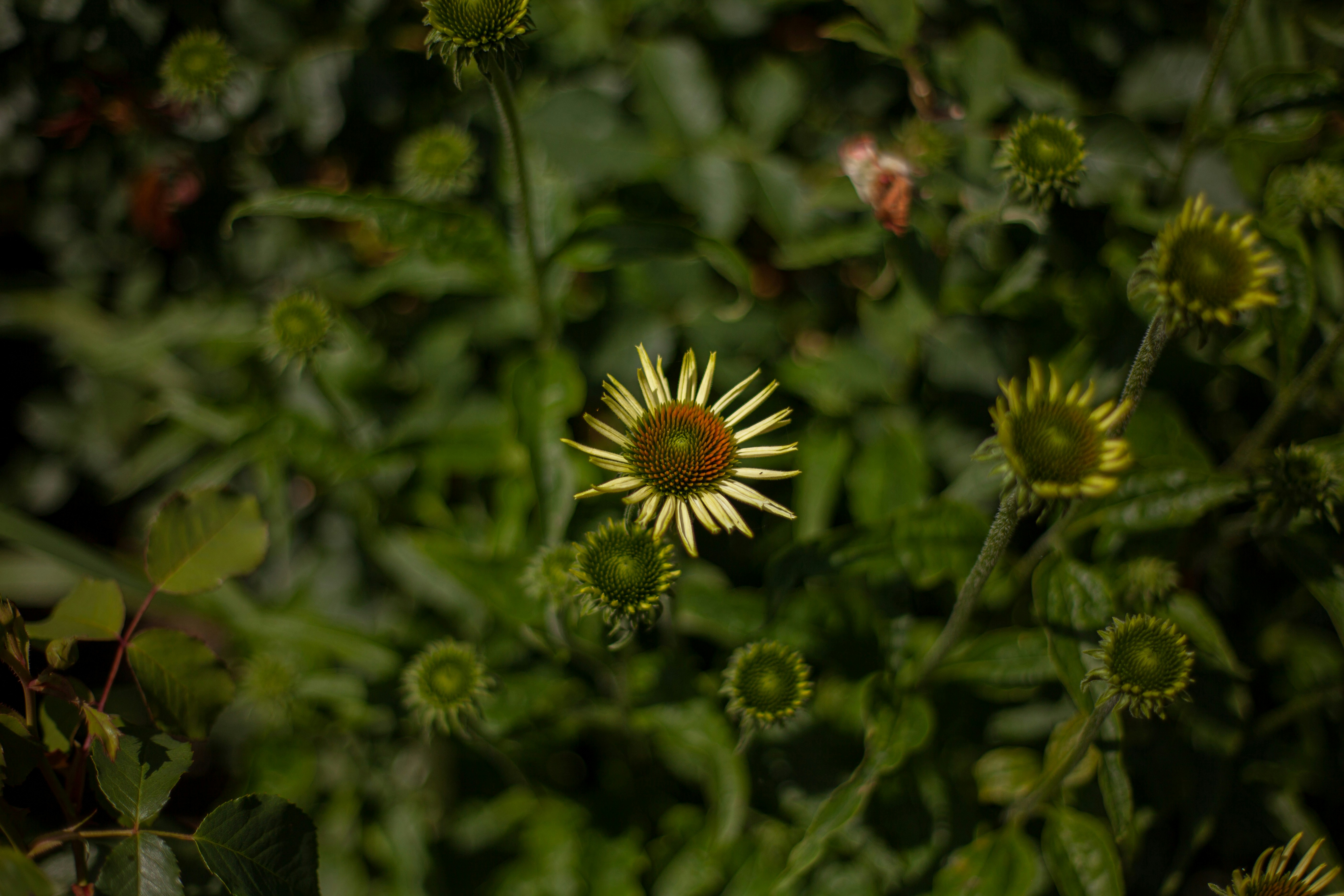 Solitary Daisy in a Green Maze