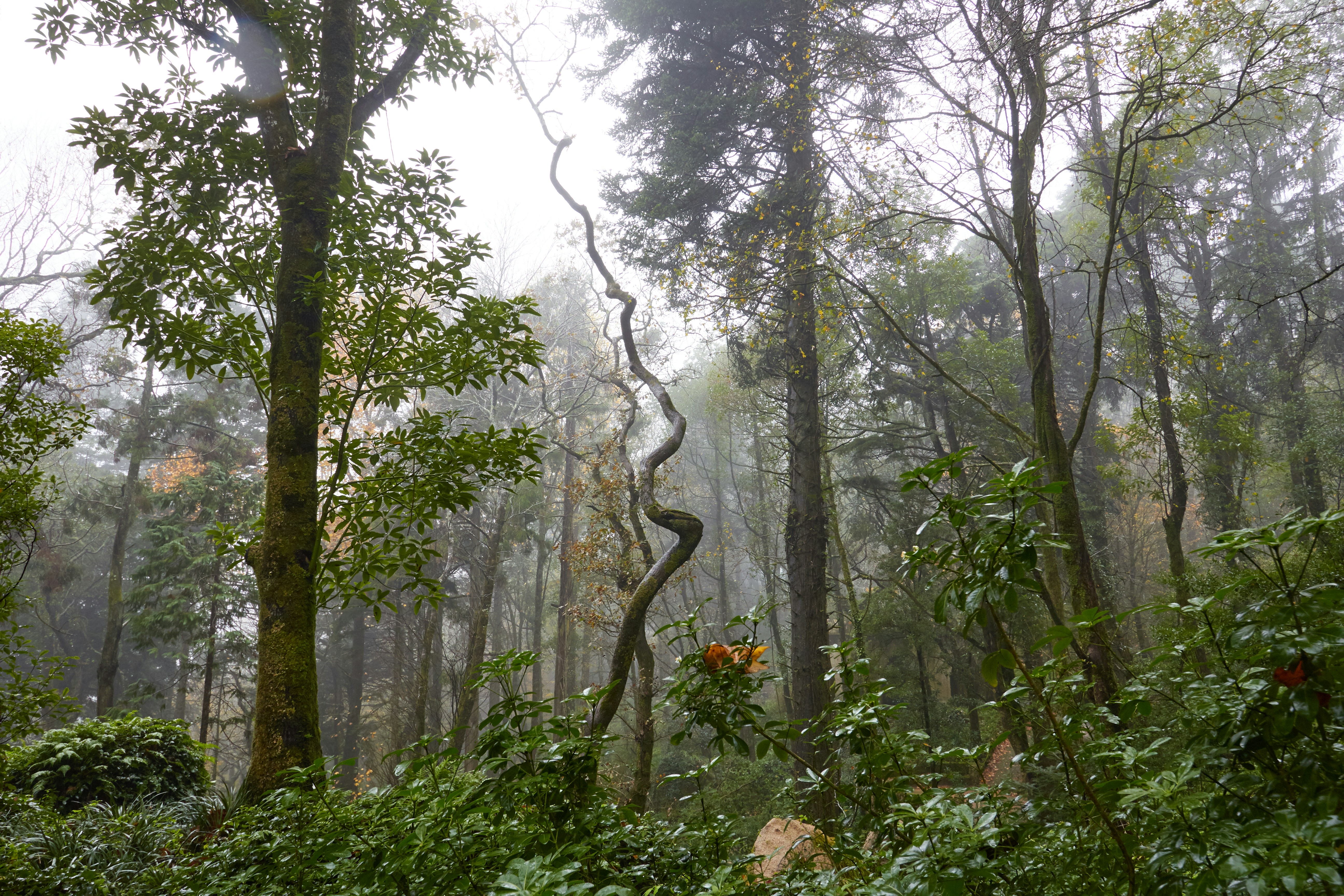 Serpentine Trunk in Veiled Forest Mist