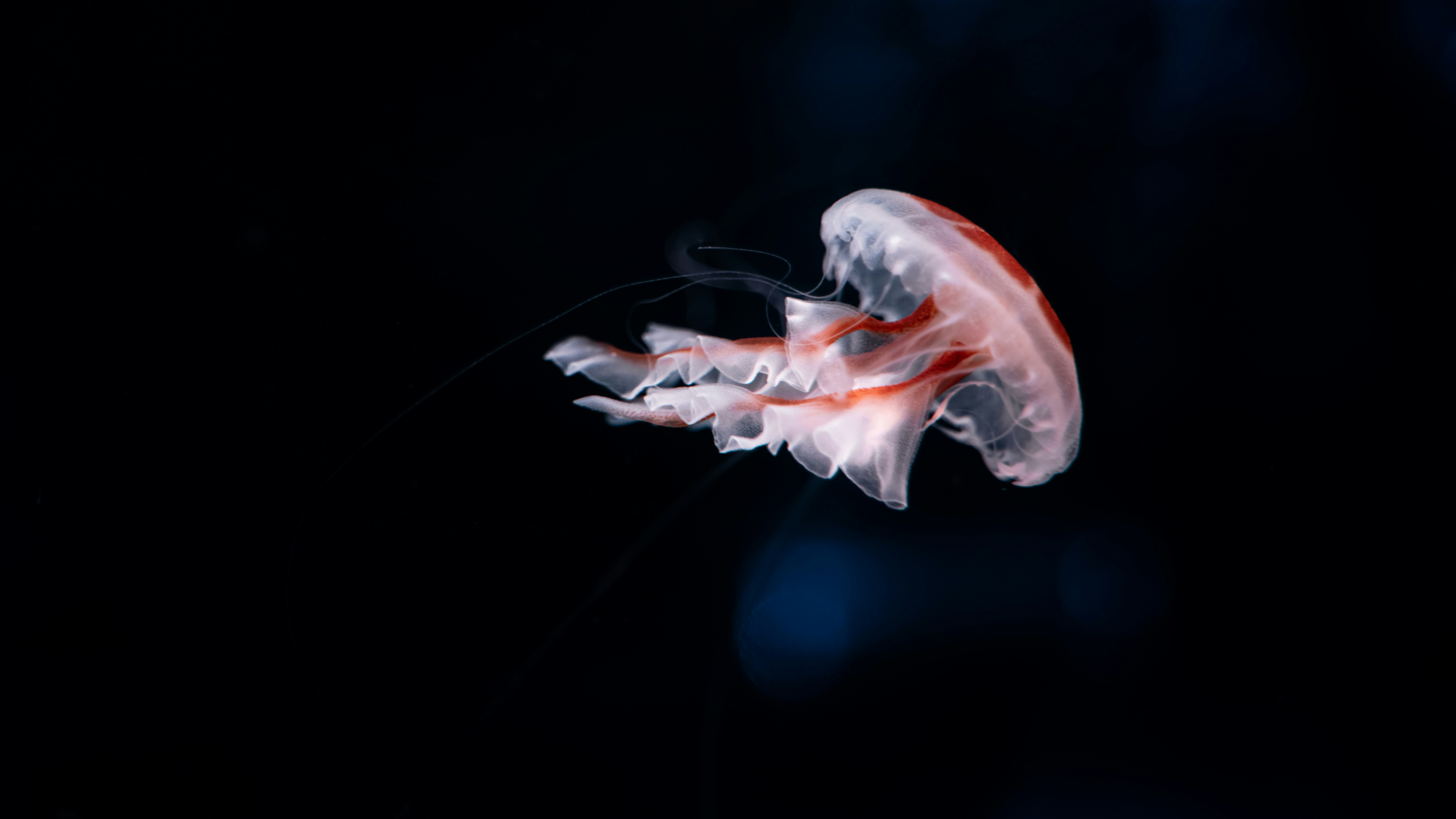 Luminous Jellyfish Drifting Through Midnight Waters