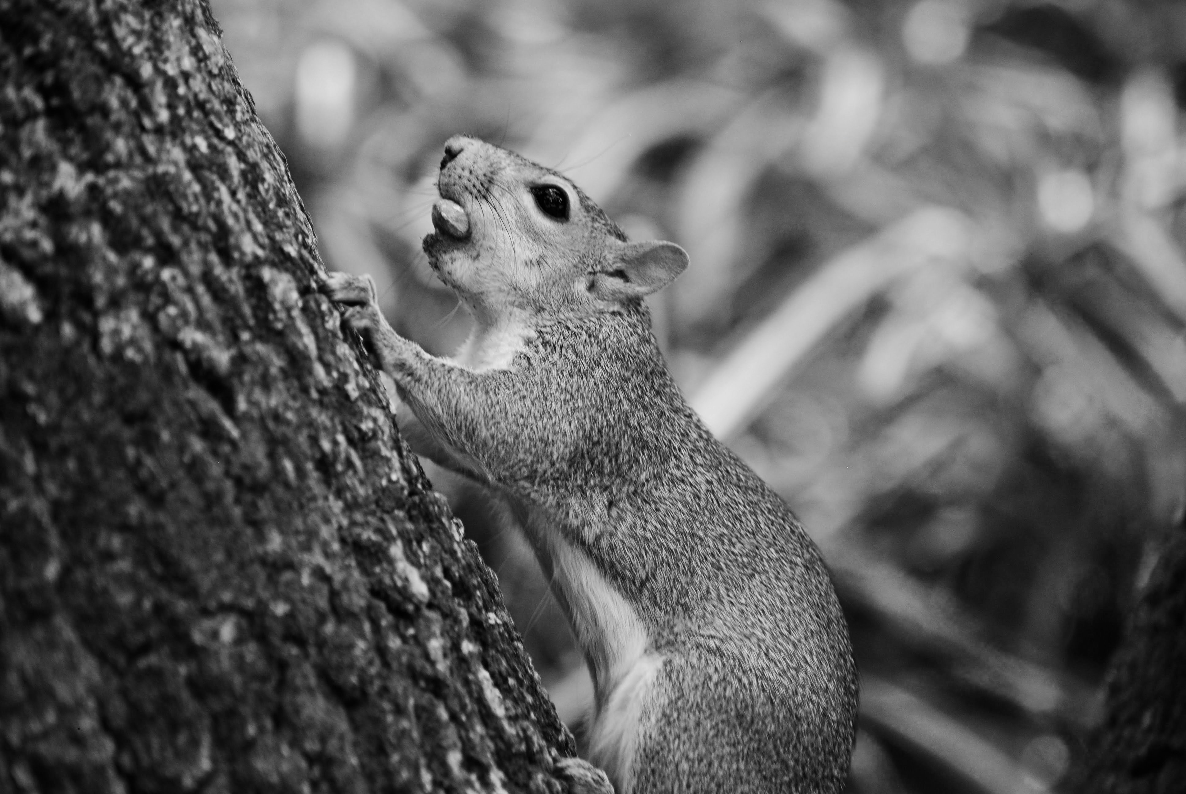 A squirrel climbing a textured tree trunk, showcasing its agility and curiosity in a black and white setting.