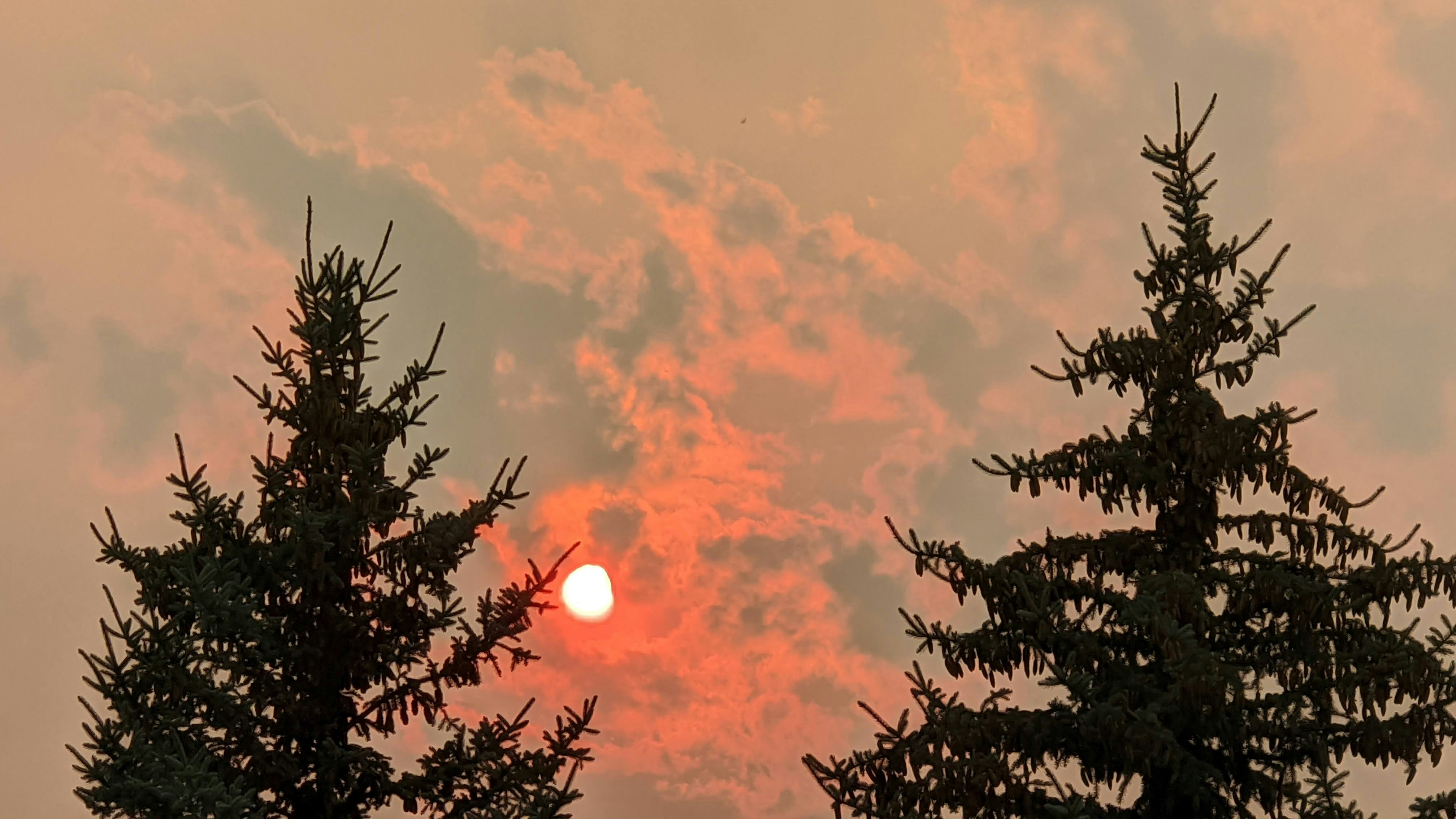 Photograph of a sunset with silhouetted pine trees, where a red sun glows through a pink-orange sky.
