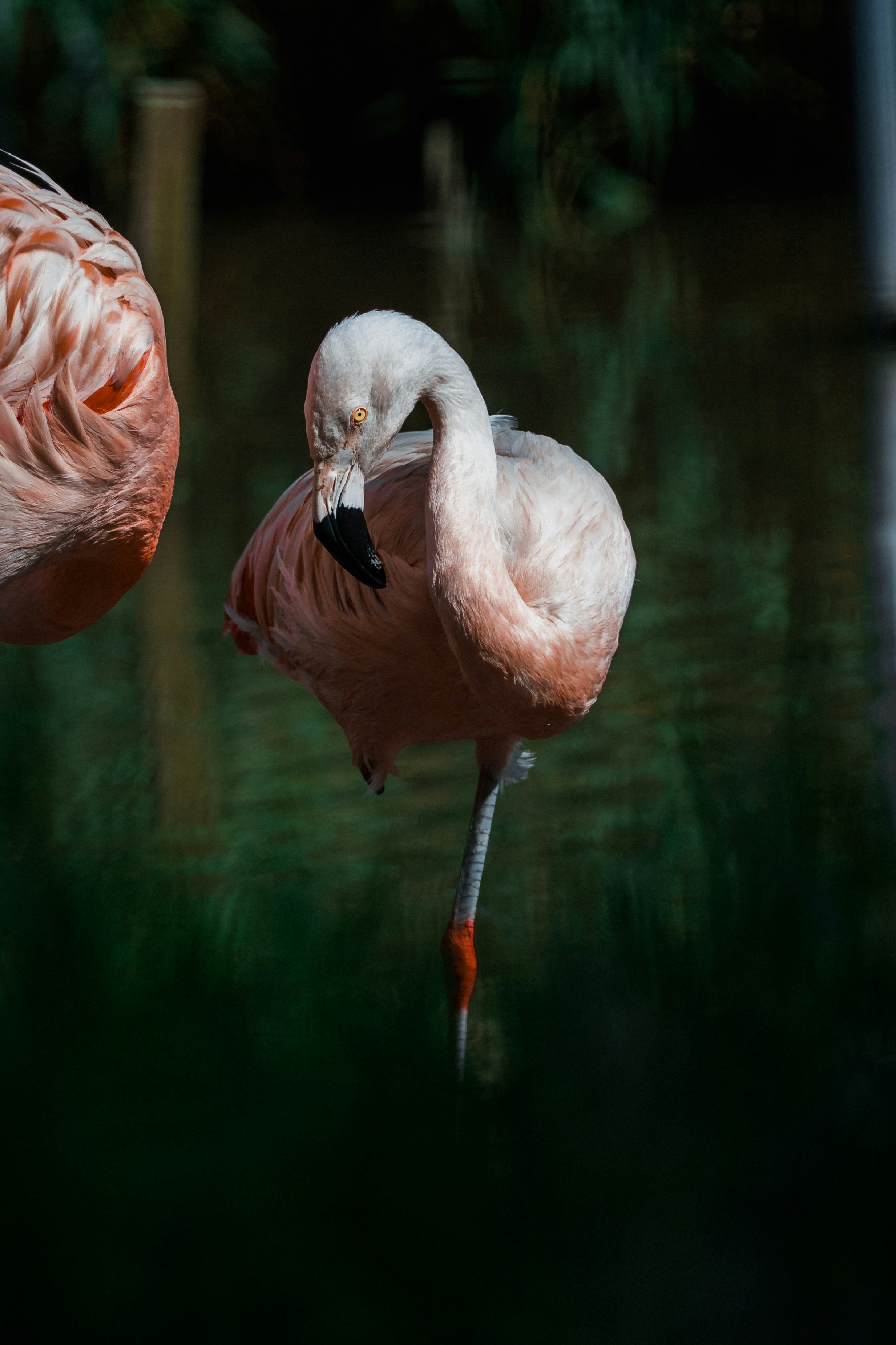 A graceful flamingo stands on one leg, its head elegantly curved as it gazes intently. The serene water backdrop enhances its delicate pink feathers.