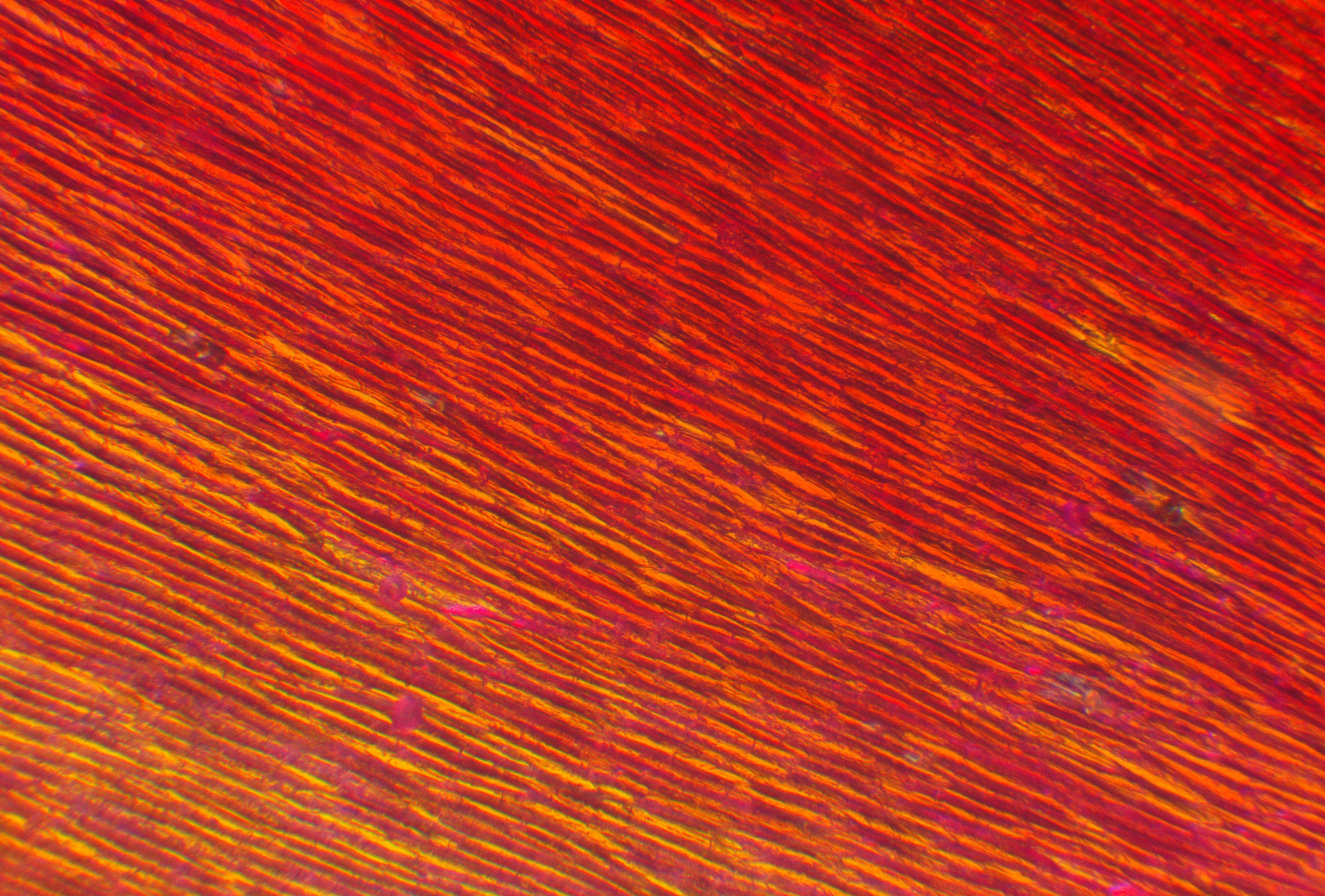 Red and brown striped textile photo – Free Red Image on Unsplash