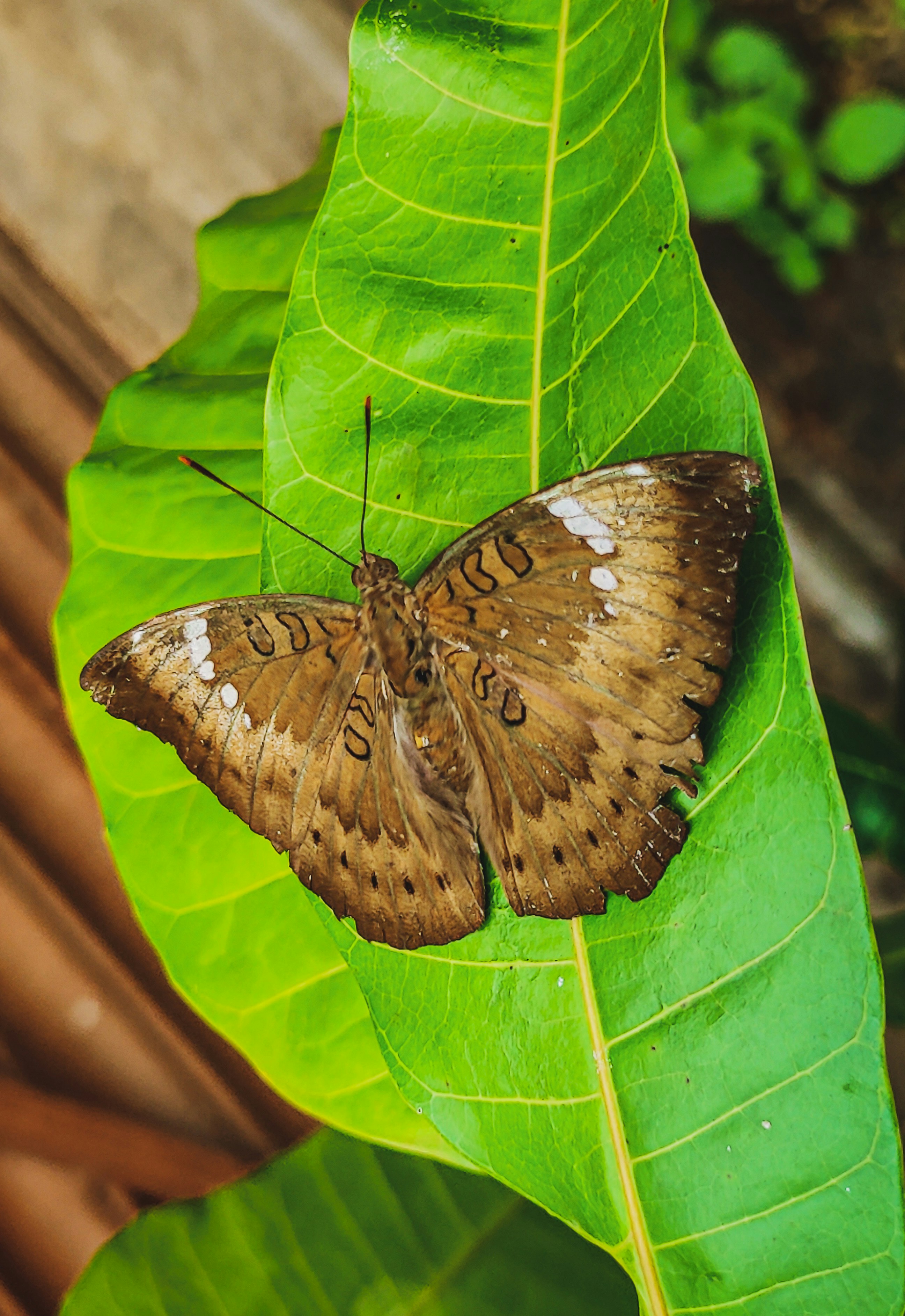 Brown butterfly on bright green leaf: a moment of quiet detail