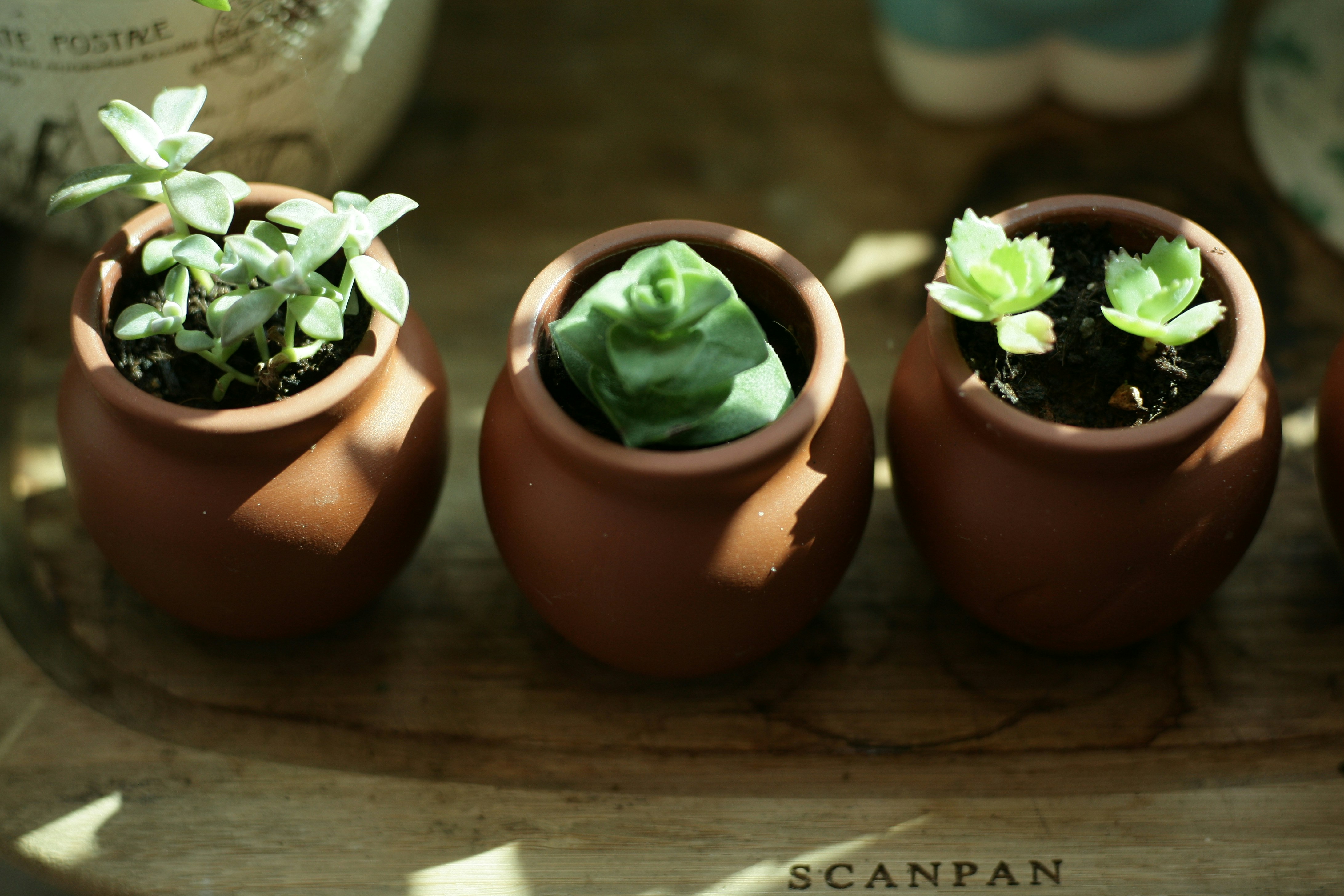 Sunlit Trio: Tiny Succulents in Clay Pots on Weathered Wood