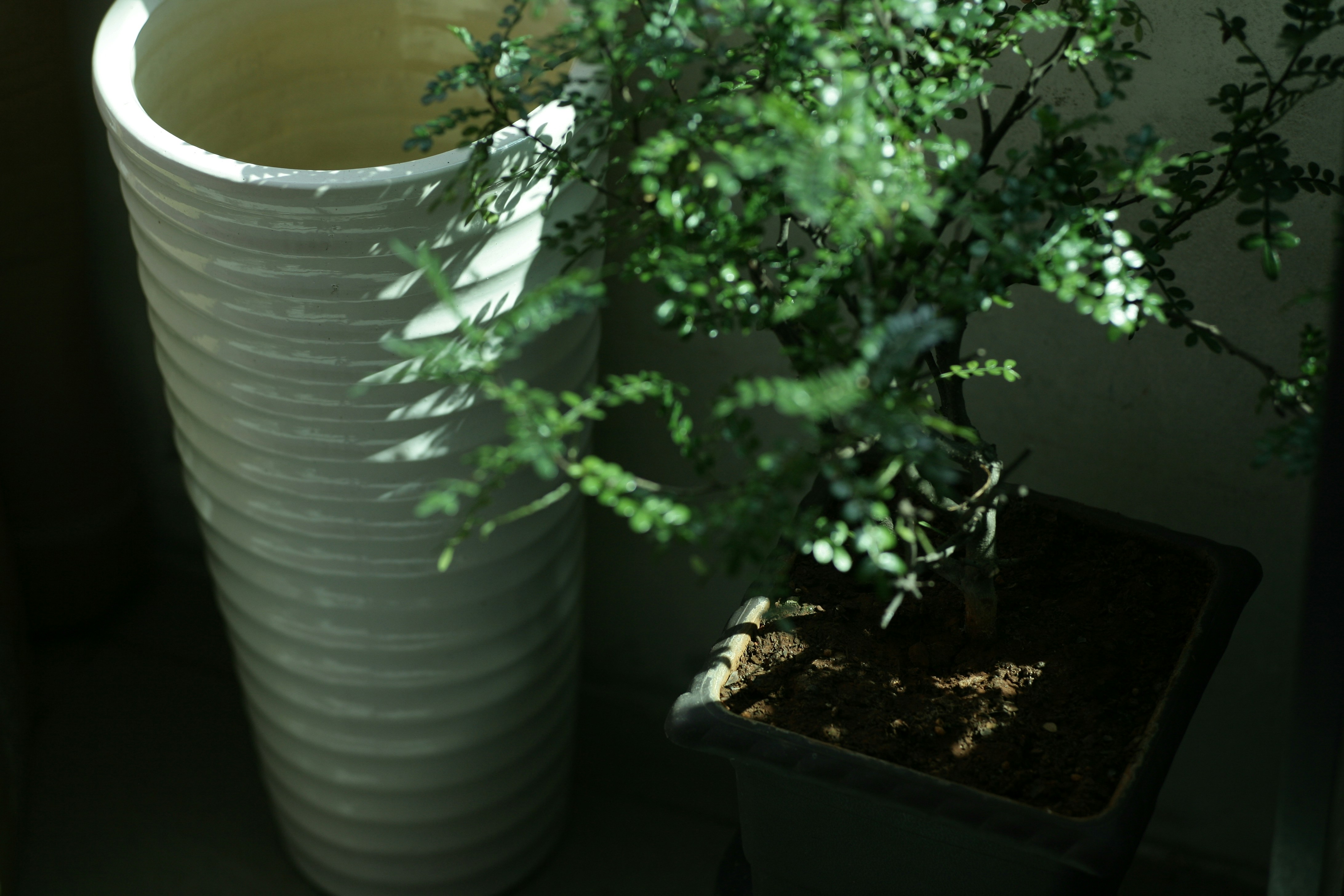 A potted plant with delicate leaves sits beside a tall, textured white vase, illuminated by gentle natural light.