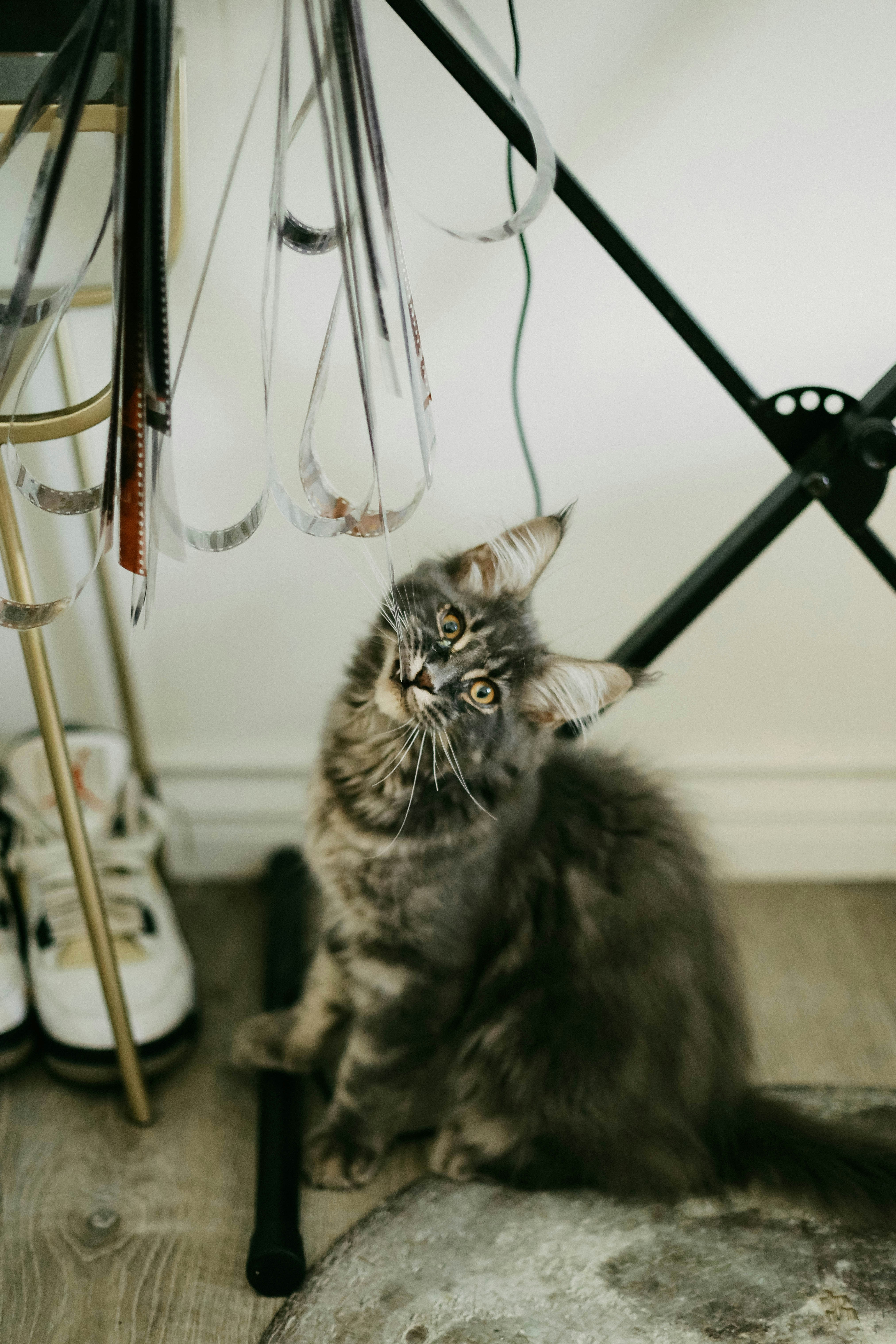 Whiskers Beneath a Cascade of Strands: A Curious Kitten's Gaze