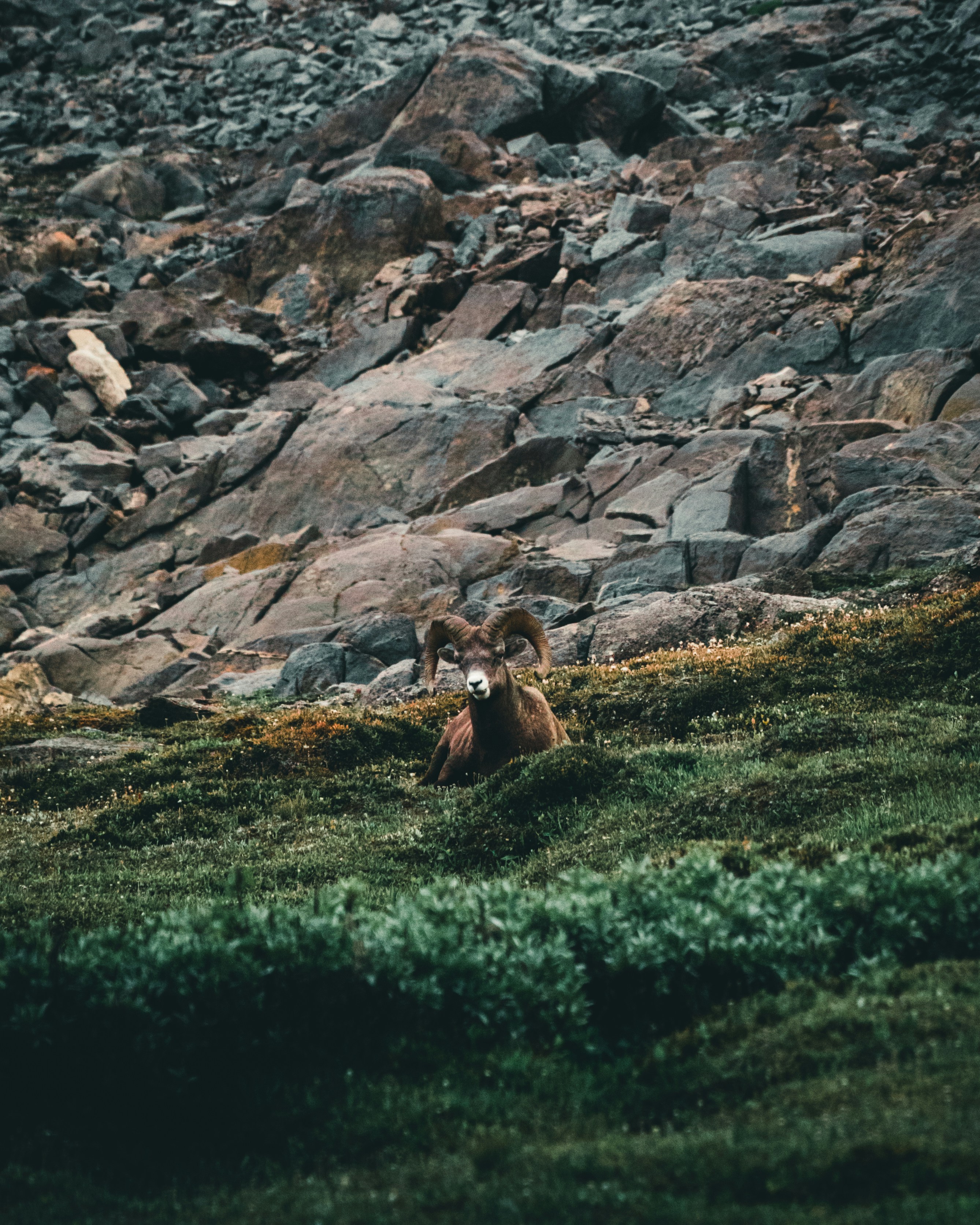 Scree Sentinel: A Ram Pauses on the Mossy Verge