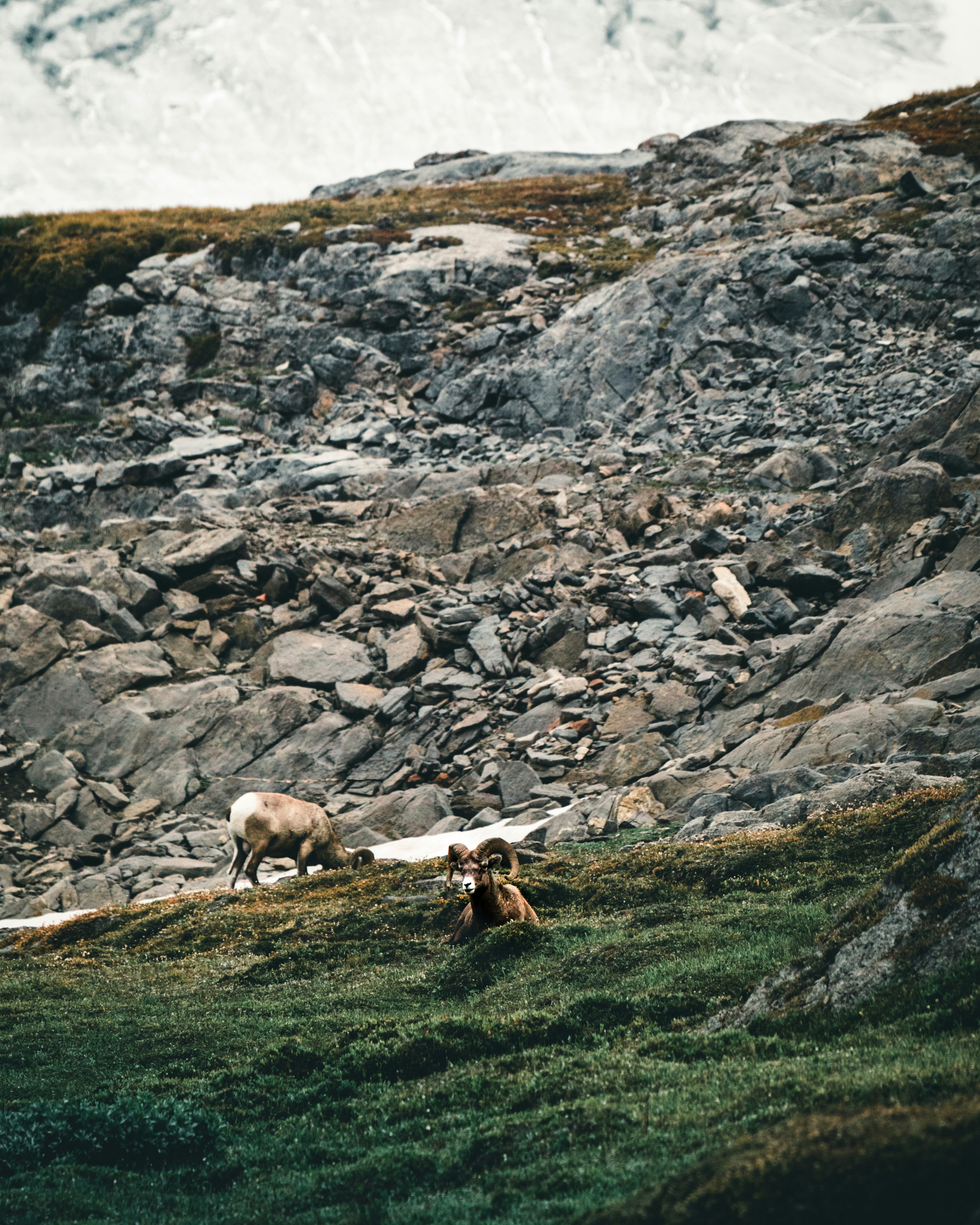 Grazing on the Edge: Two Mountain Goats Among Jagged Granite