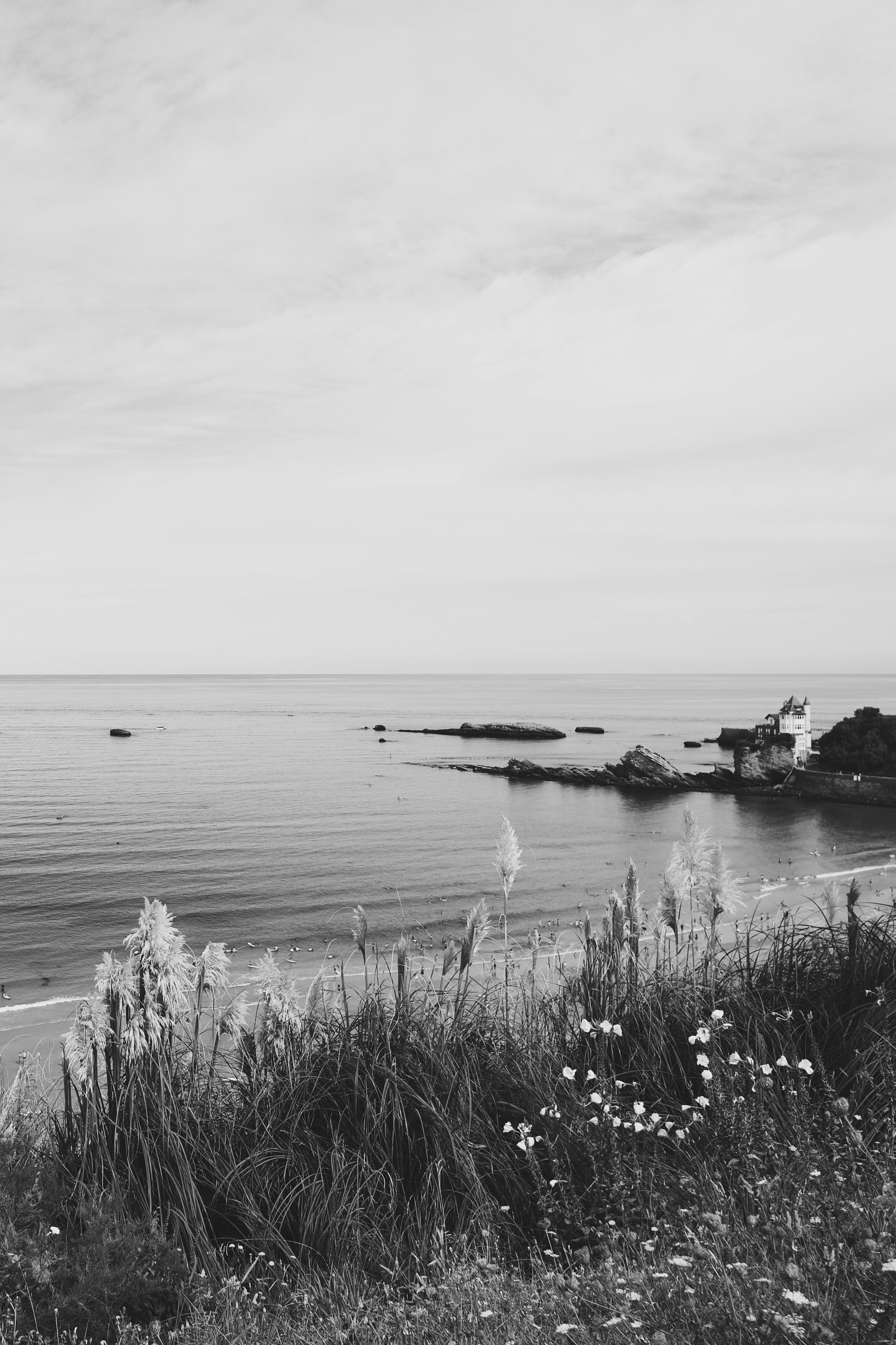 Serene coastal landscape featuring gentle waves lapping at the shore, framed by grasses and wildflowers in monochrome.