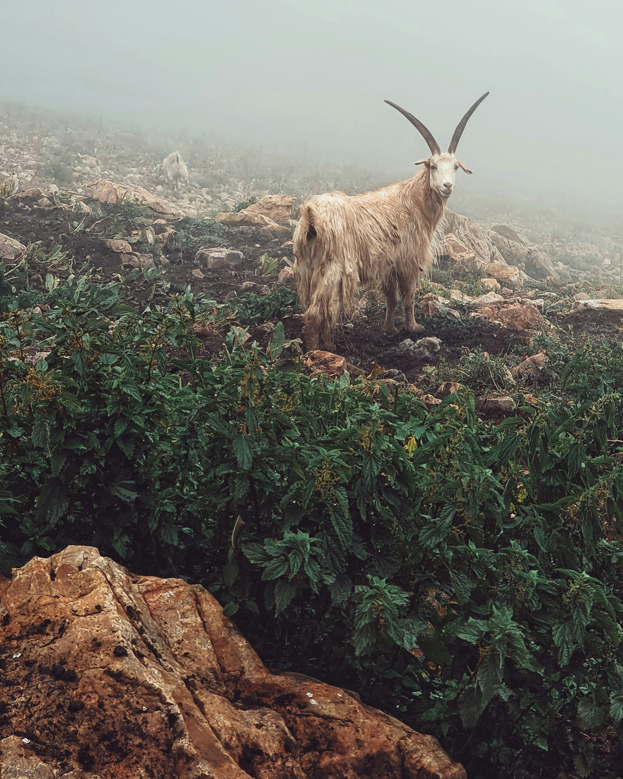 A solitary goat stands among rocky terrain and lush greenery, enveloped in a thick fog that adds an air of mystery.